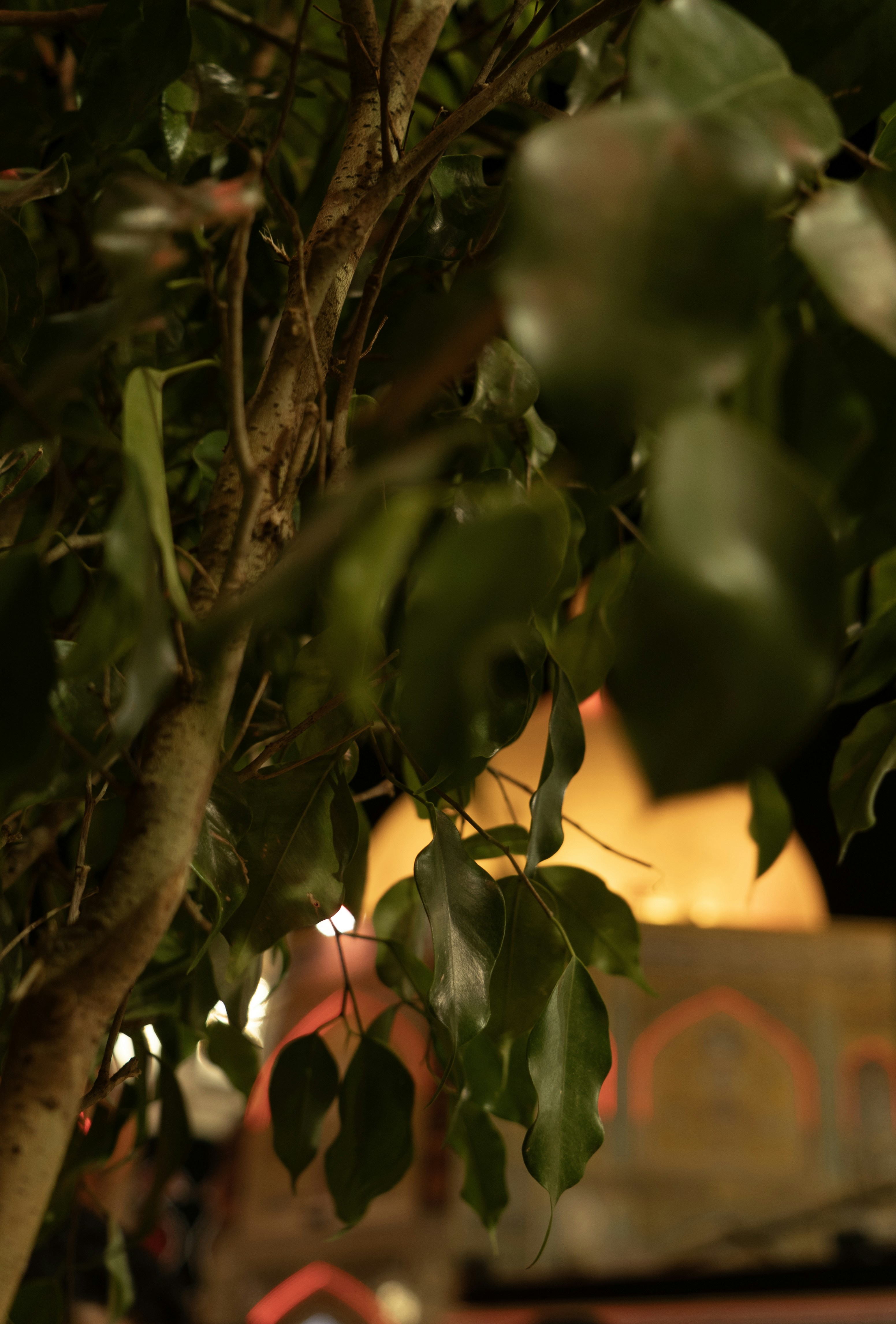 Close-up of lush green leaves partially obscuring a softly lit background, hinting at a serene nighttime setting.