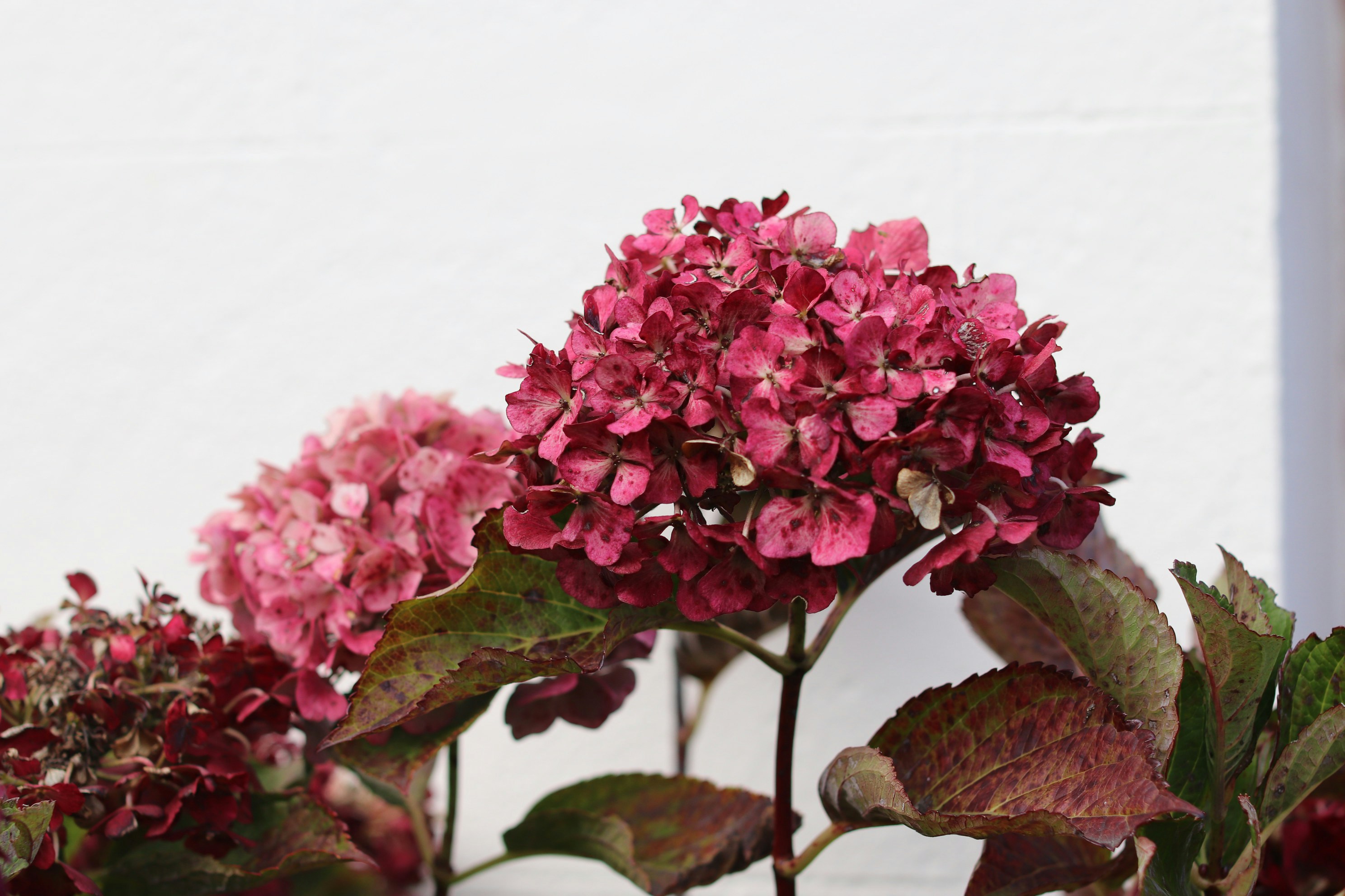 Dark pink hydrangea flowers with green leaves