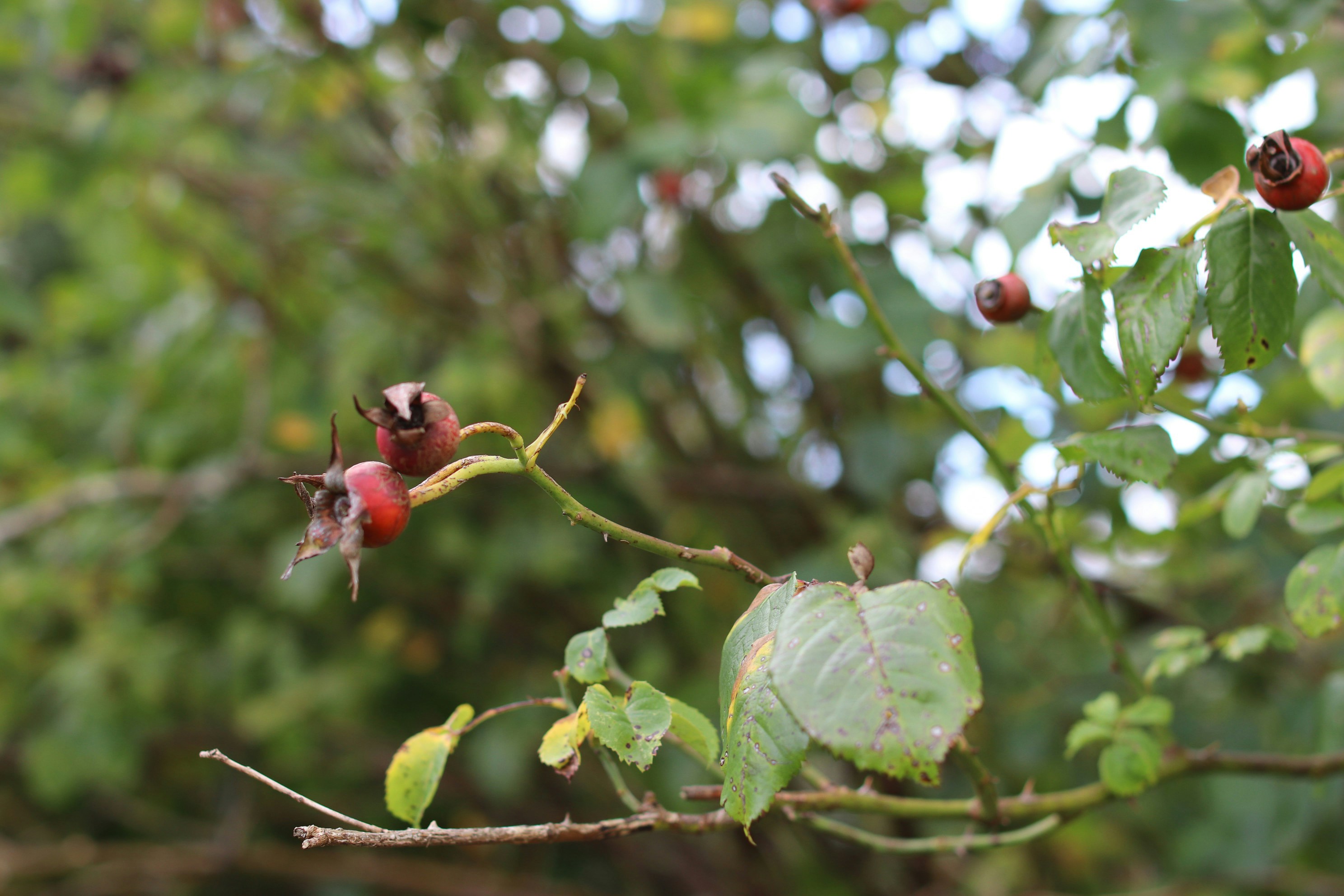 Nature's Subtle Harvest: The Beauty of Wild Berries
