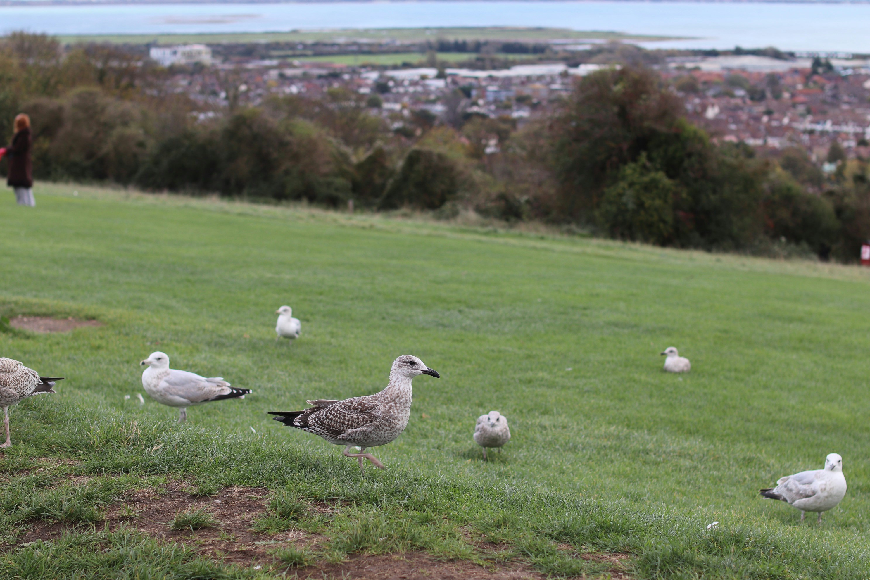 Seagulls resting on a grassy hill overlooking a town.