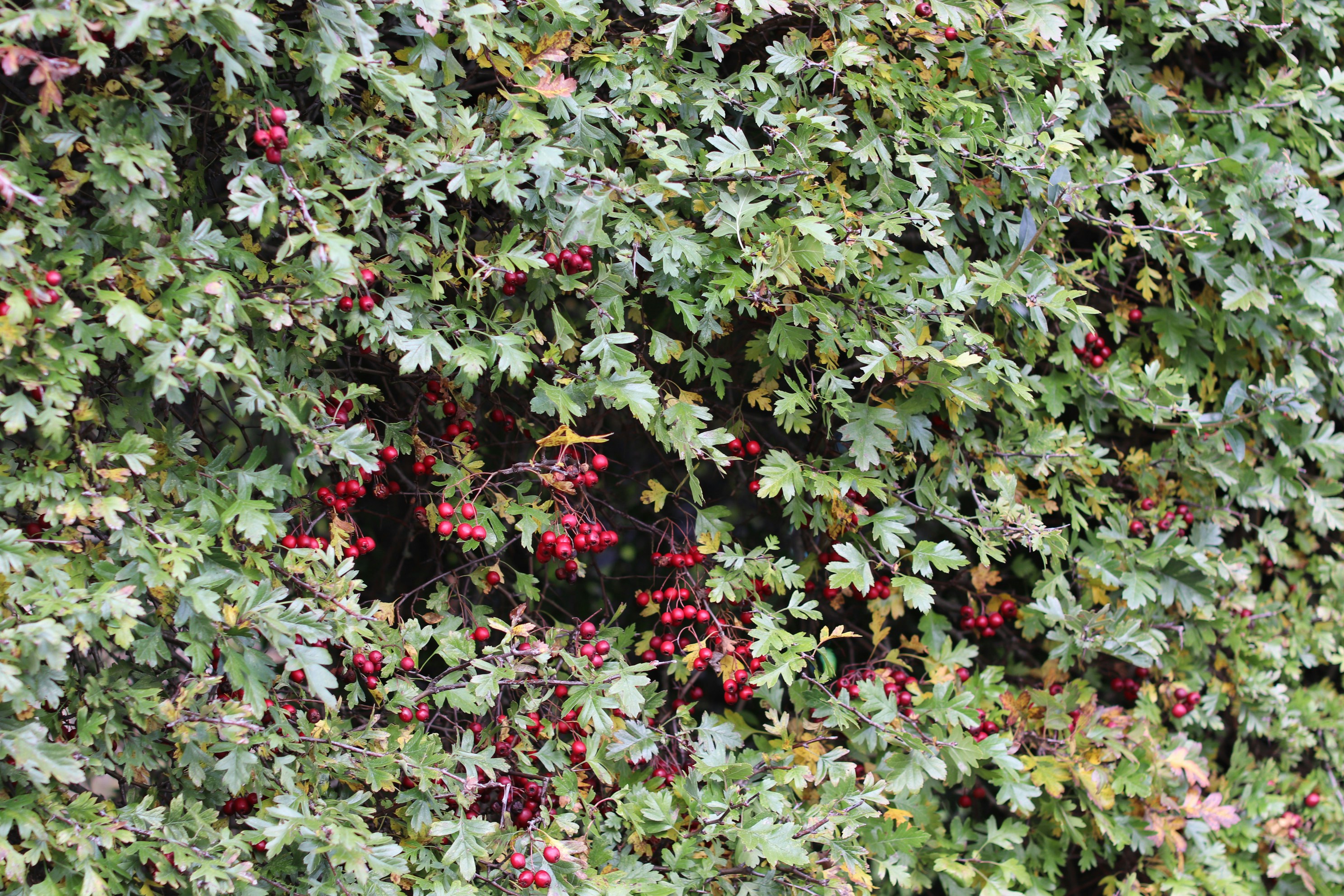 Green leaves and red berries on a bush