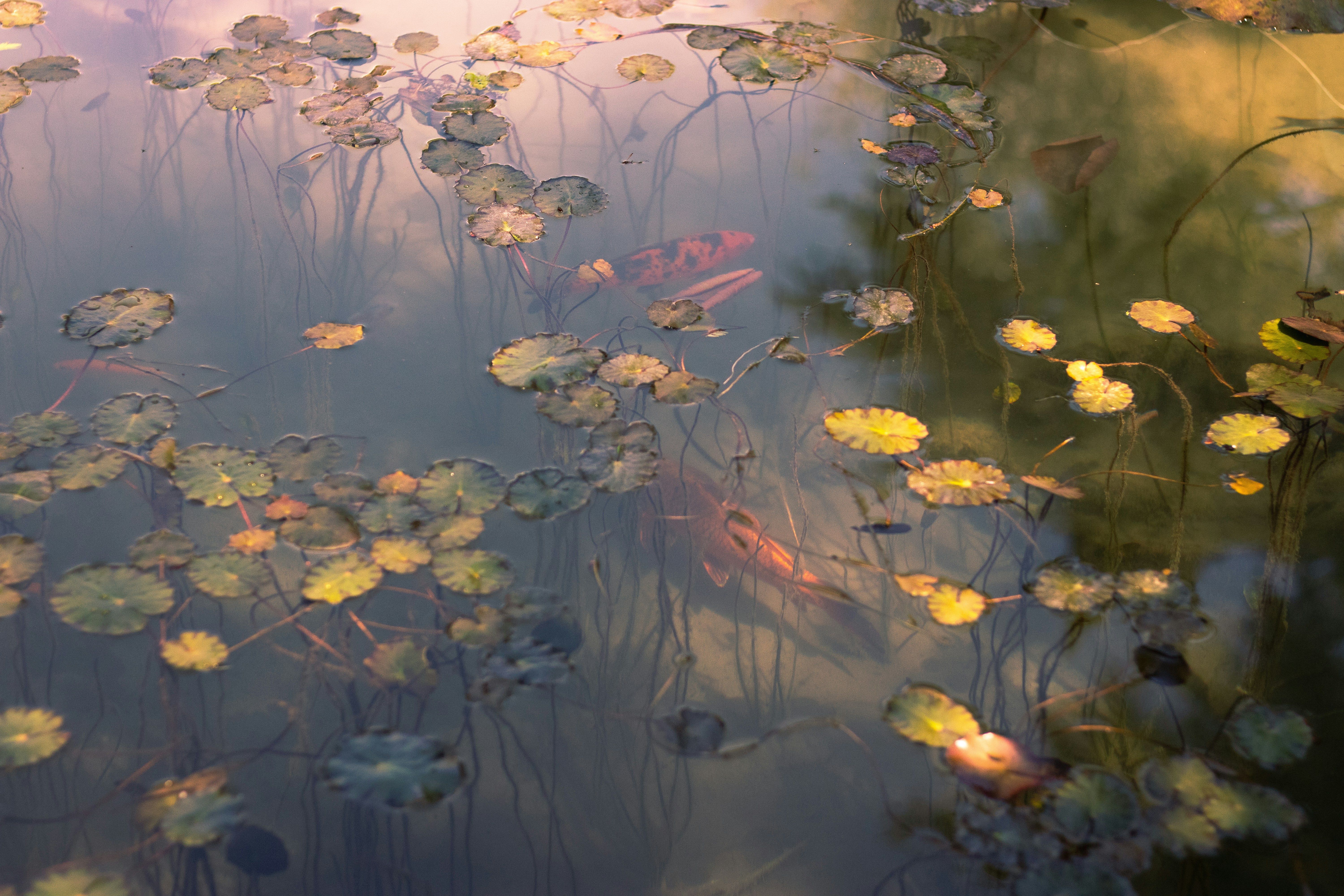 Caustiche sull'acqua di una carpa koi | Koi fish swim among lily pads in a pond.