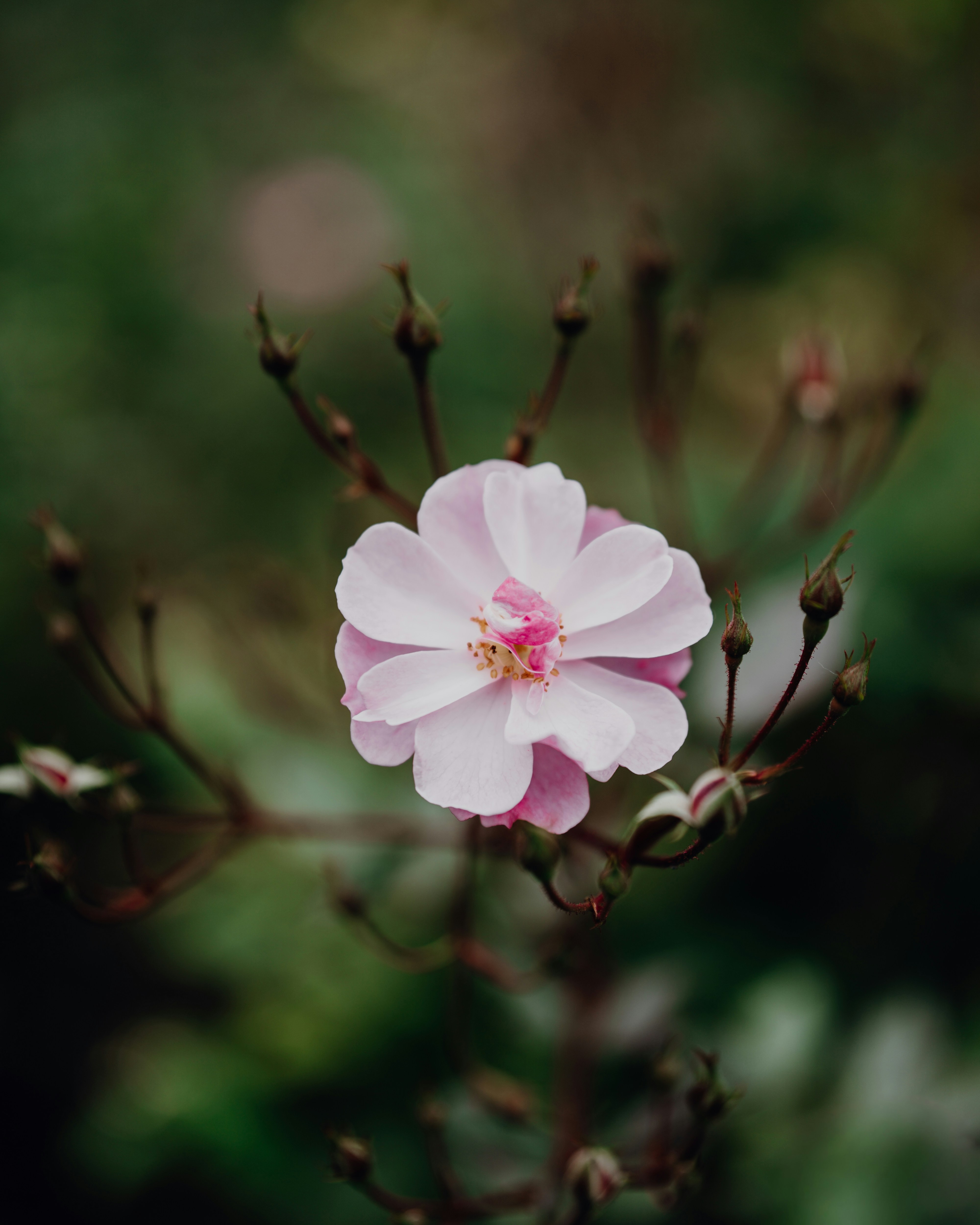 A soft pink flower with delicate petals surrounded by green foliage, showcasing nature's intricate beauty and fragility.