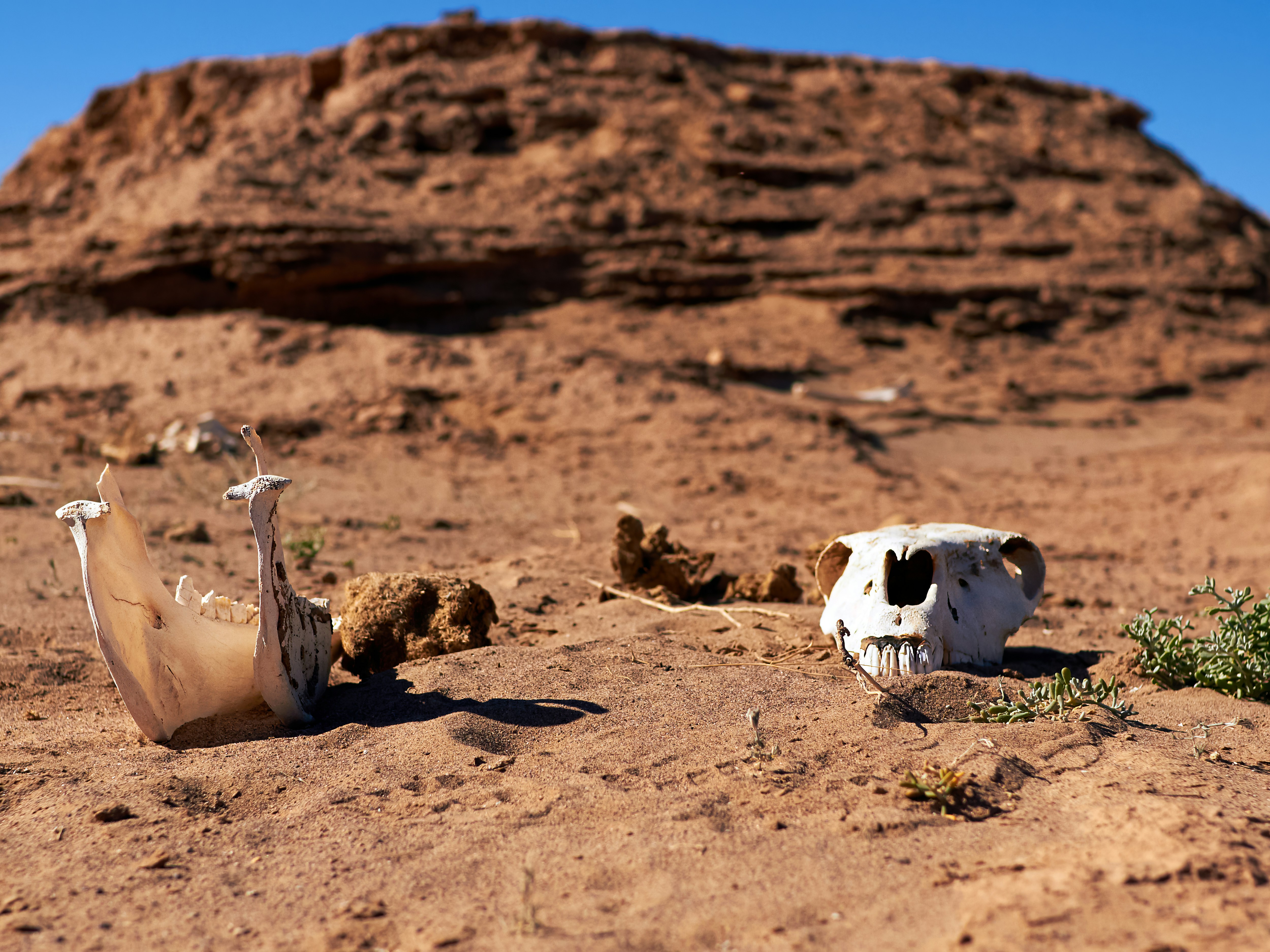 A bleached animal skull rests on the arid ground, surrounded by sparse vegetation and rocky terrain under a clear blue sky.