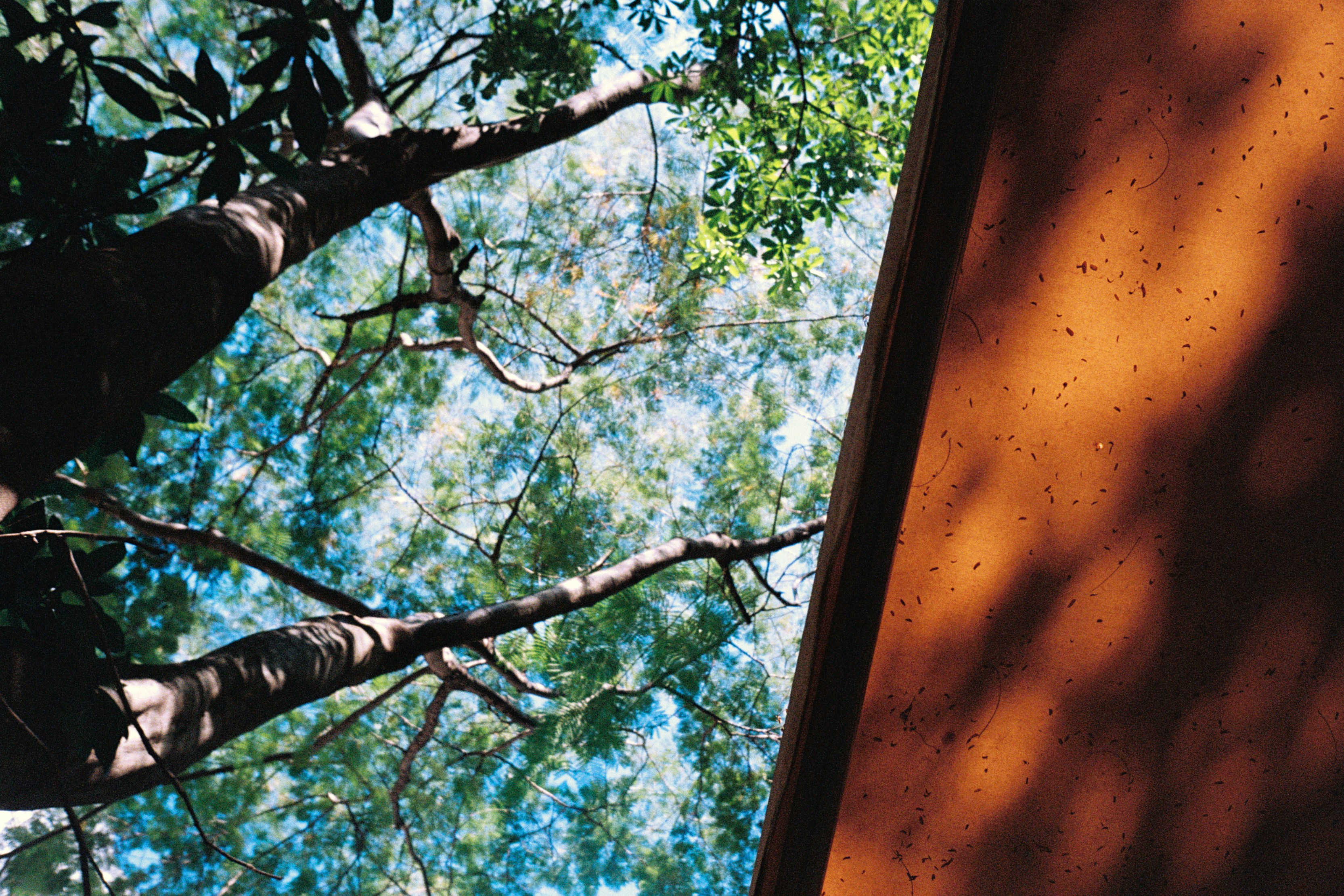 Looking up through green trees towards blue sky