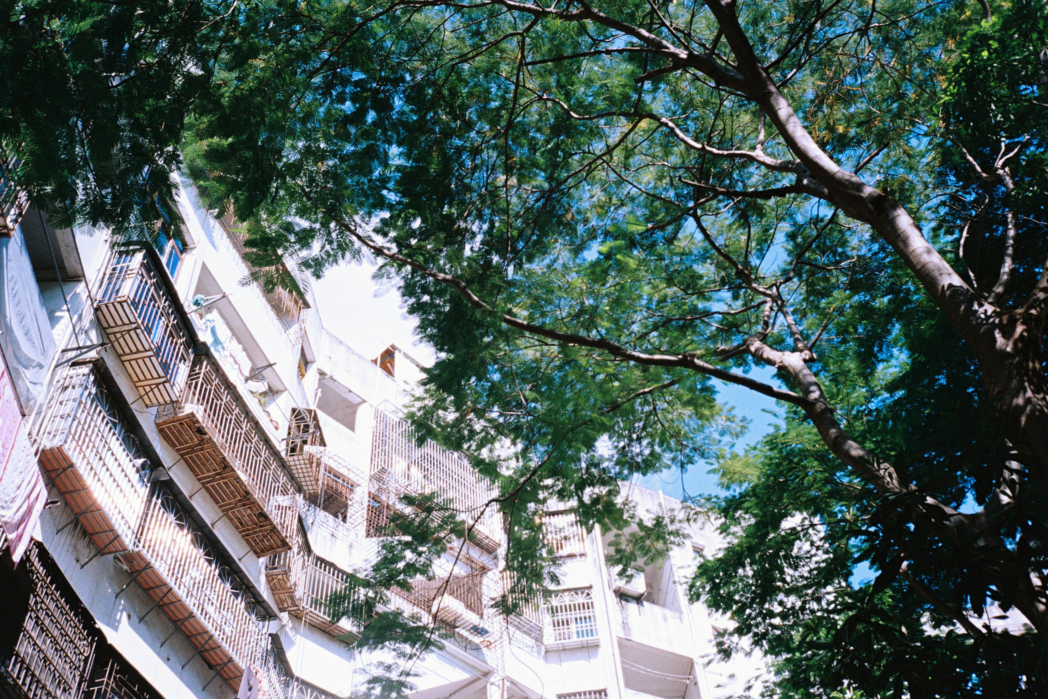 Building with balconies seen through green tree branches.