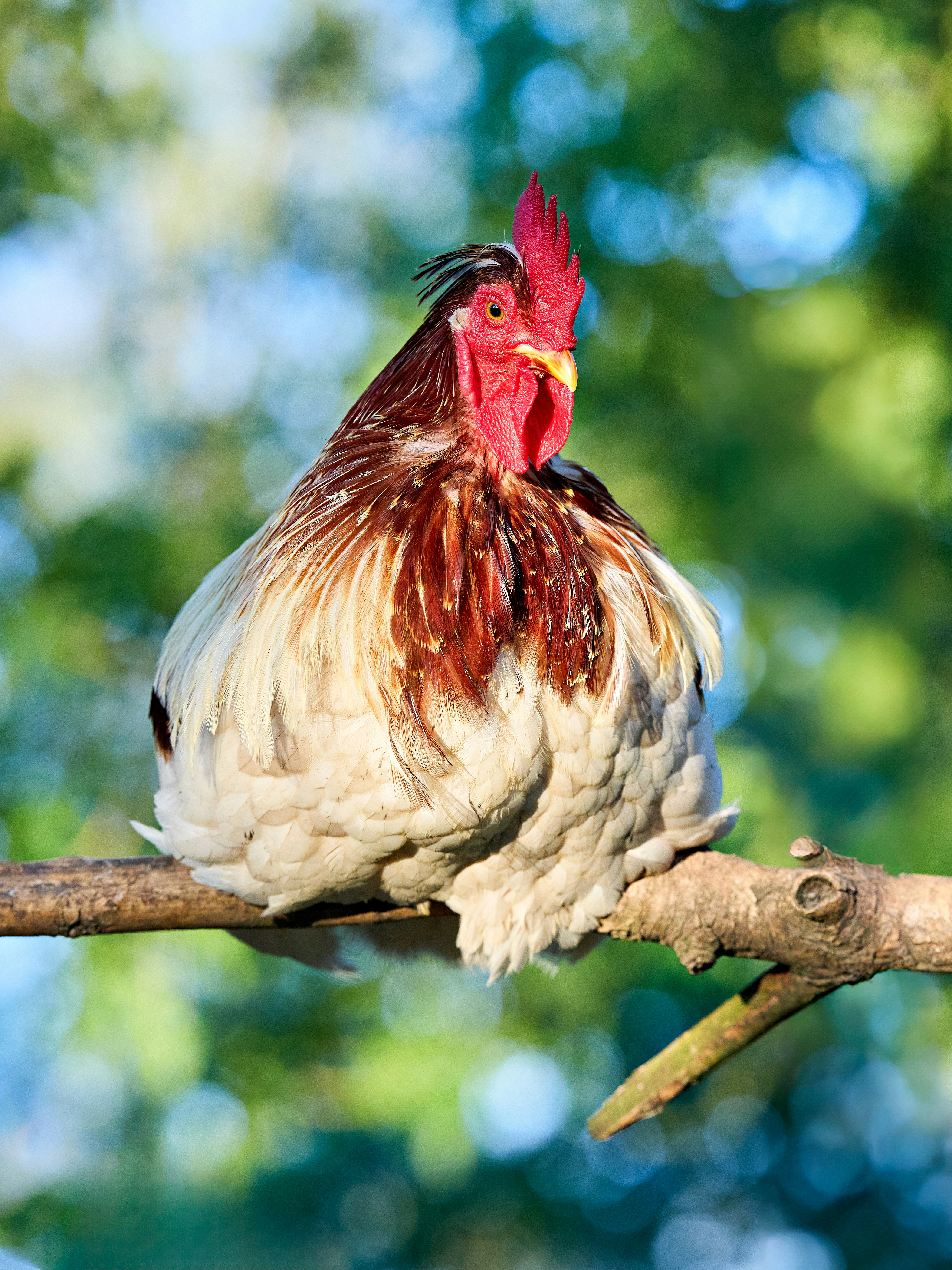 A proud rooster resting on a branch, showcasing its vibrant plumage against a blurred green background.