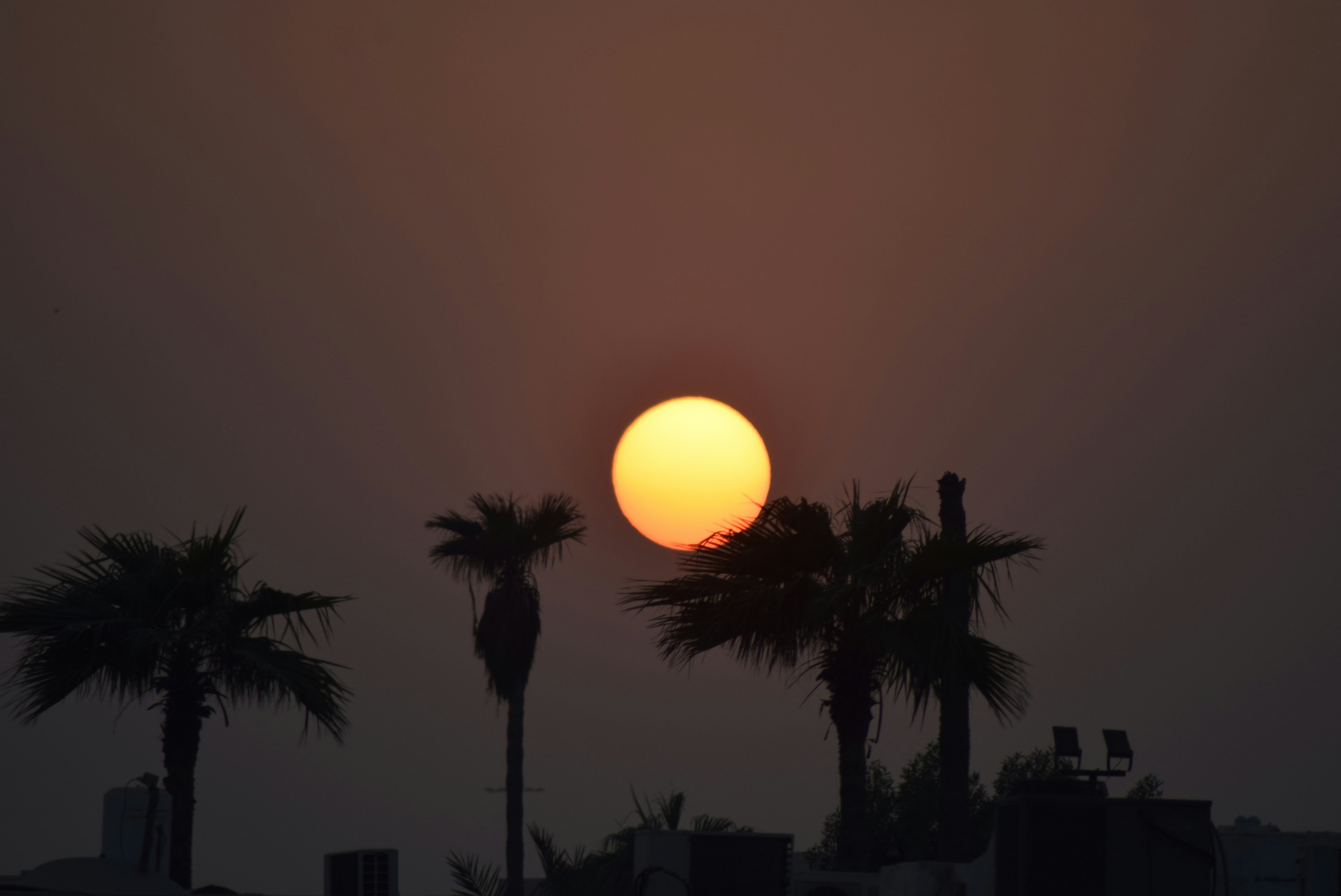 Horizon Ember Behind Palms at Dusk