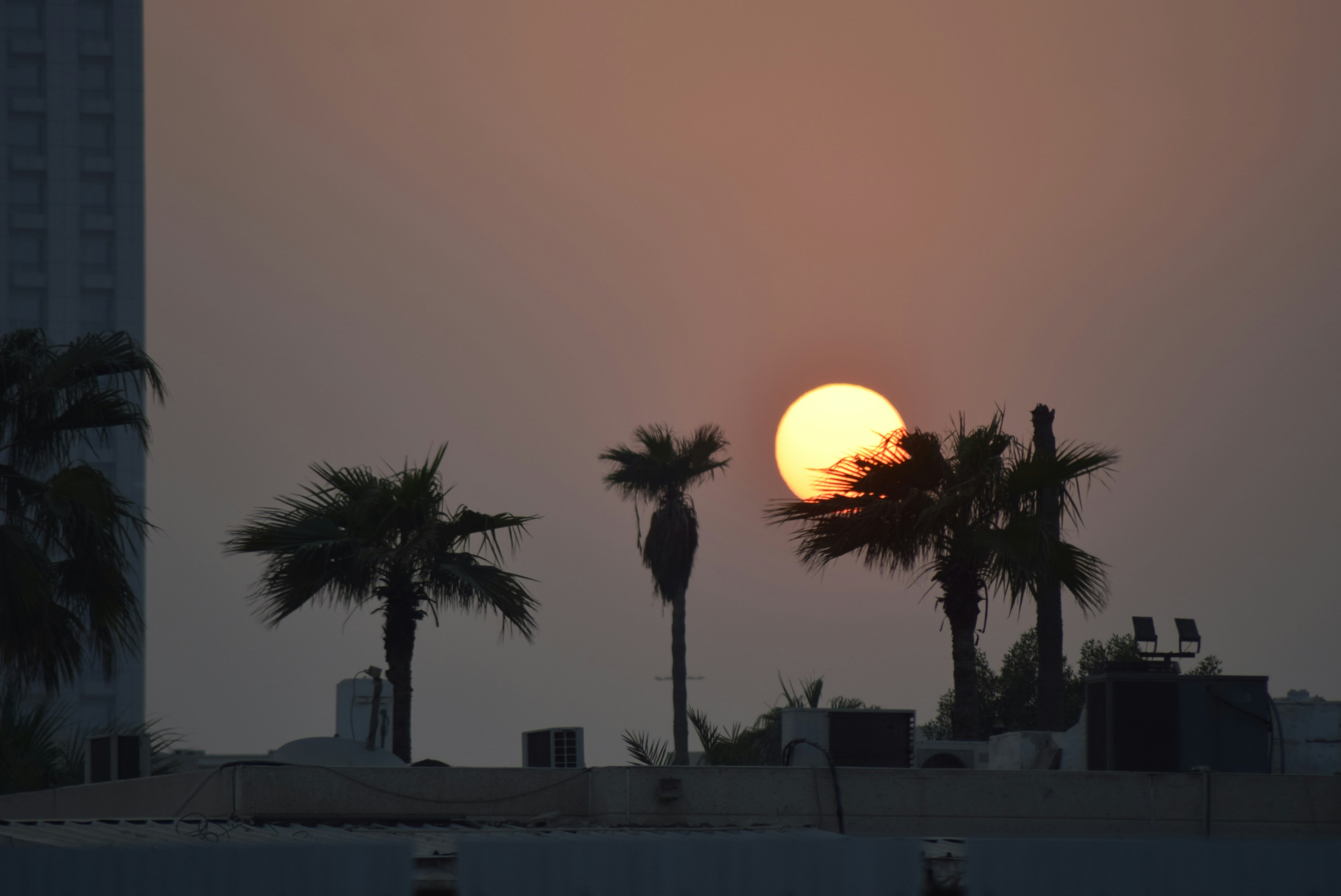 Silhouetted palm trees against a vibrant sunset, casting a warm glow over the urban skyline.