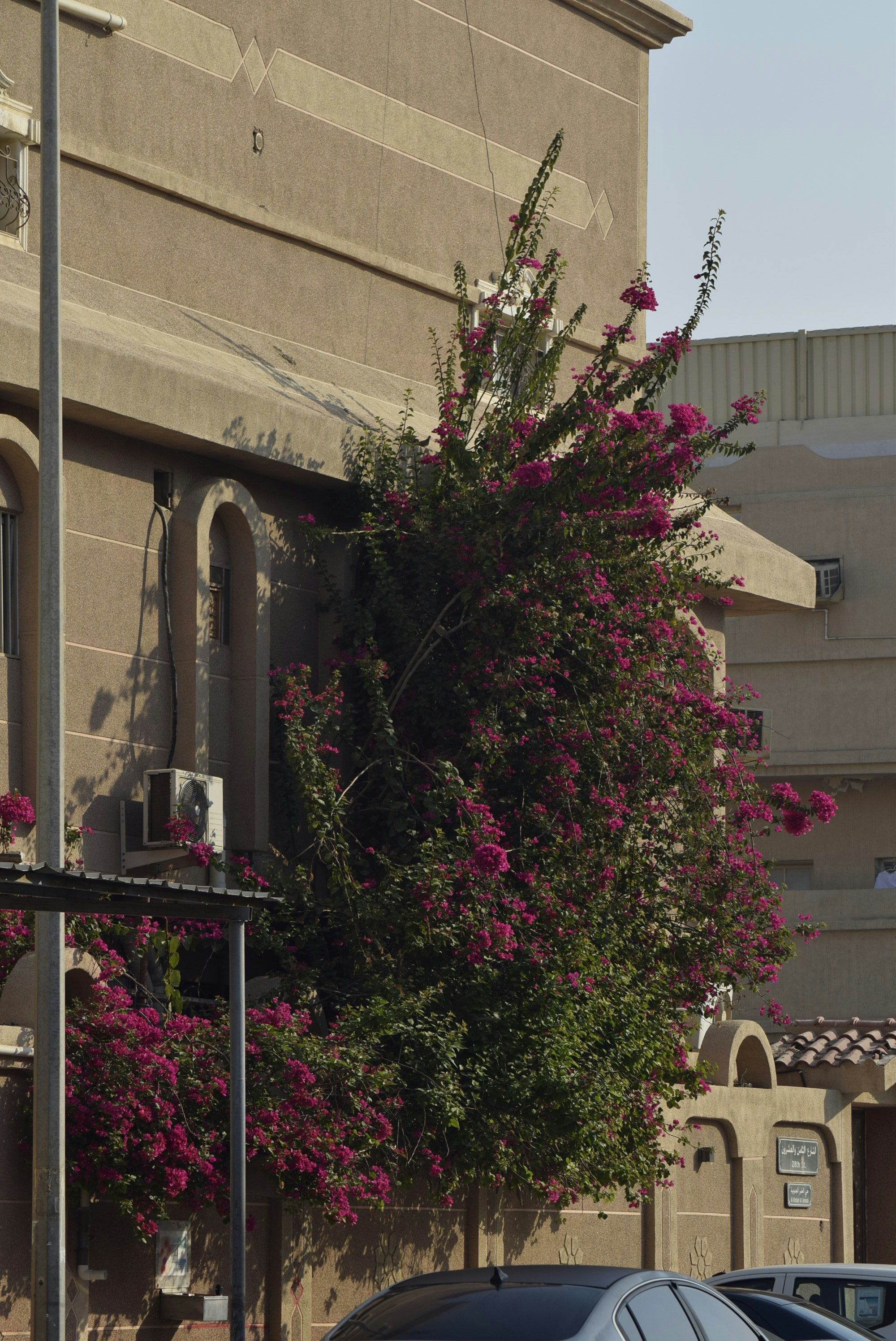 Vibrant Bougainvillea Embracing Urban Architecture