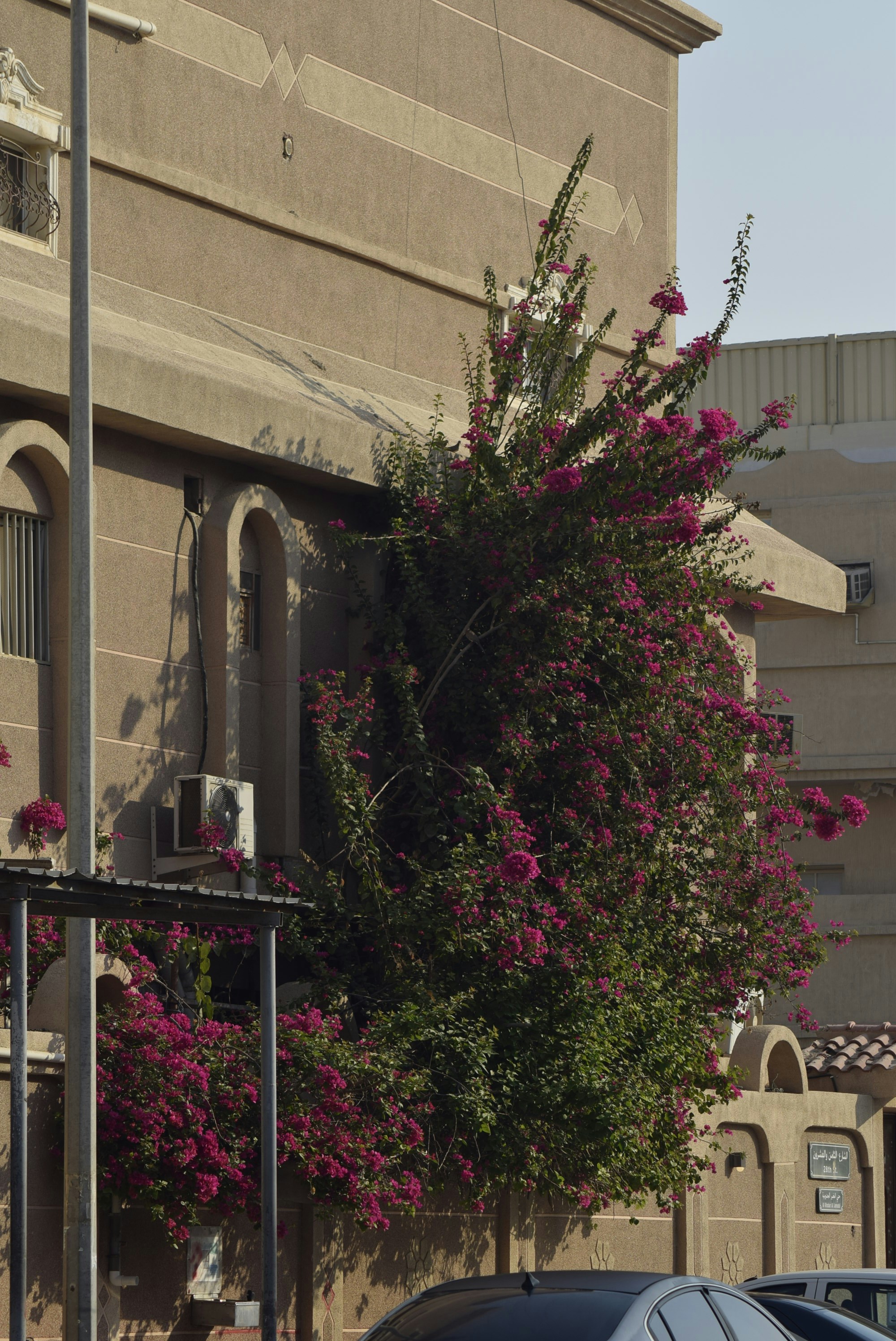 Bougainvillea Crown Against a Sunlit Stucco Wall