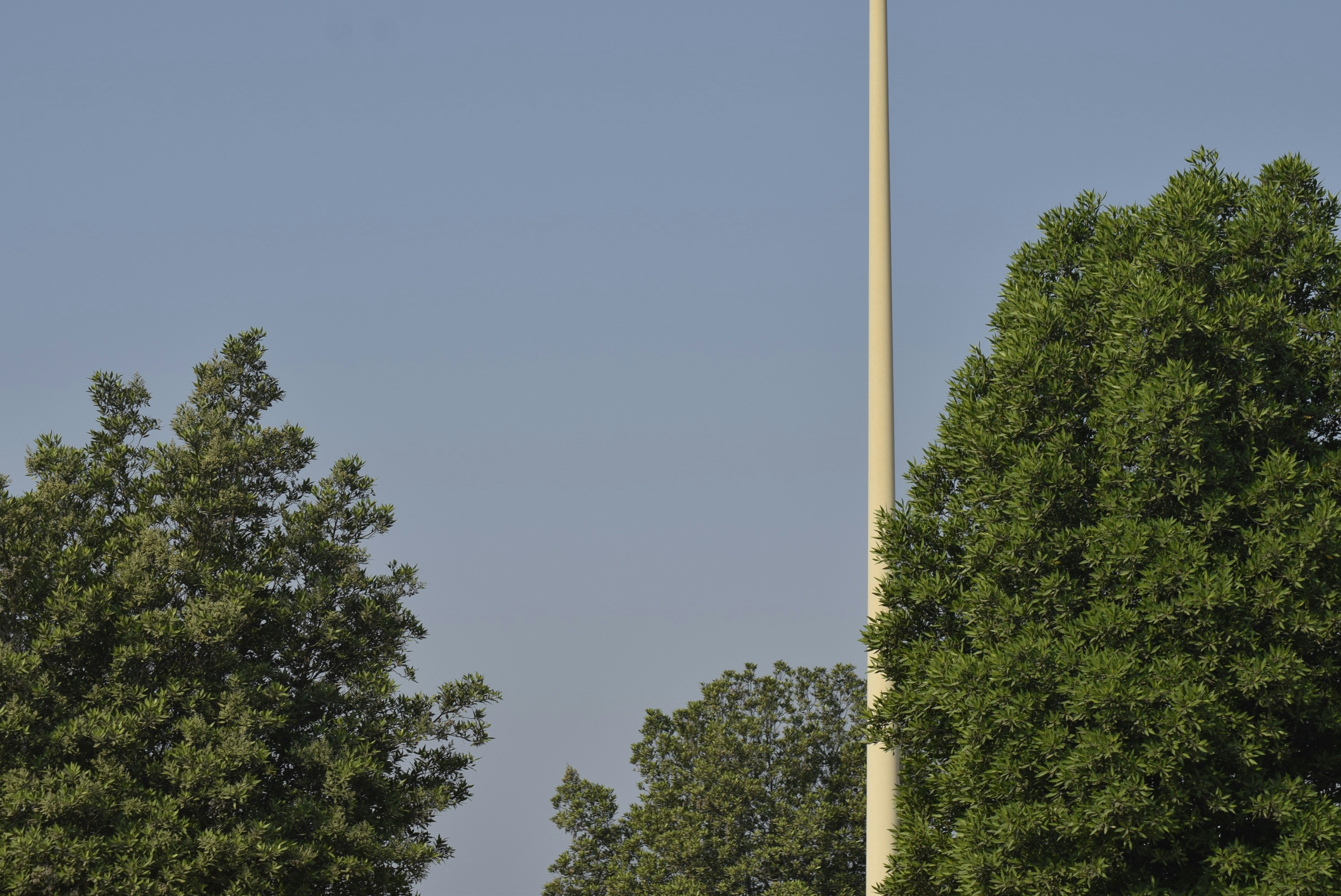 Pole Amid Green Canopy: A Clear Sky Shot