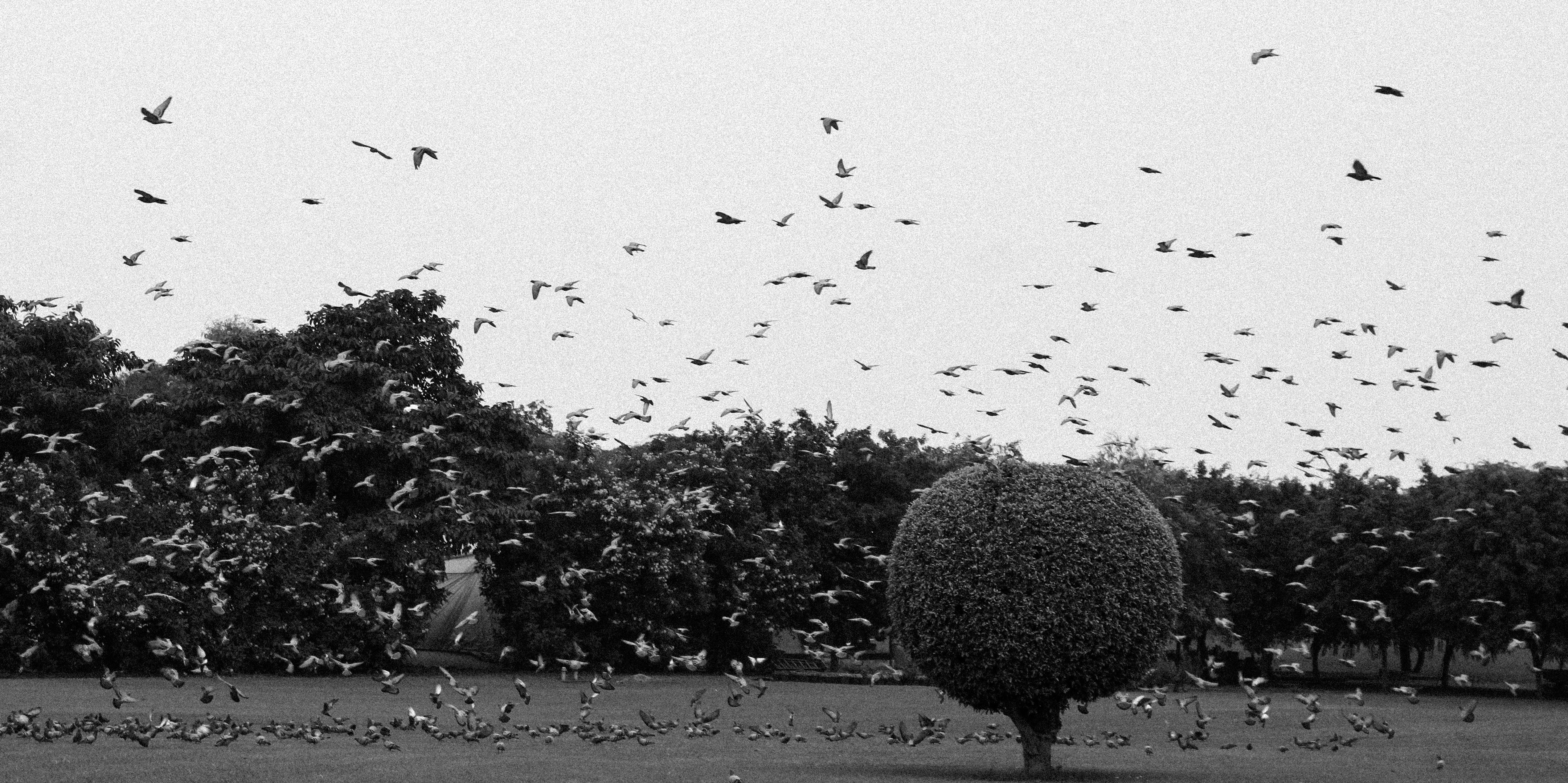 Flight and Form: A grayscale park scene centered on a rounded topiary beneath a migrating sky