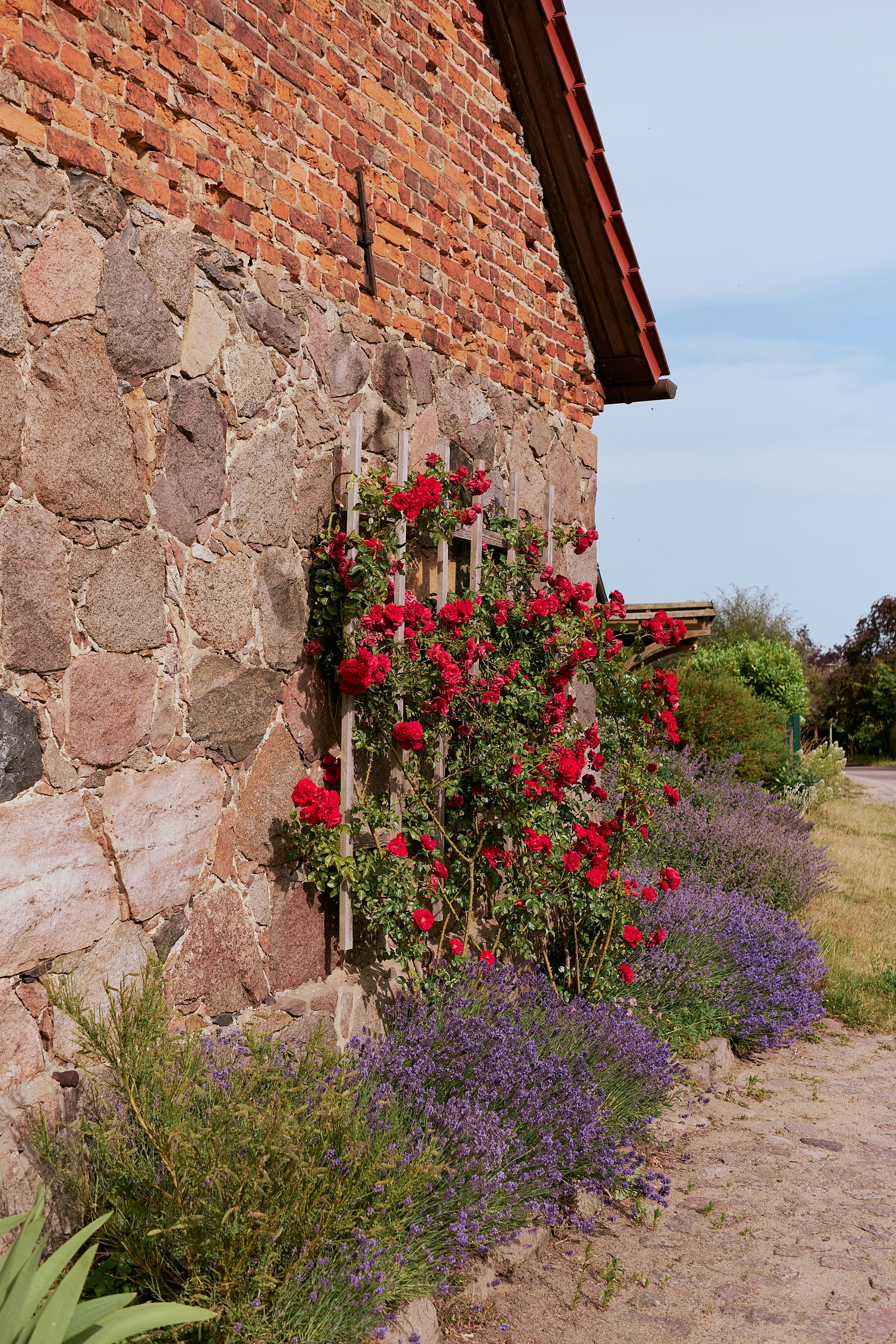 Crimson Roses Cloak a Rustic Stone Wall Along a Lavender-Laced Path