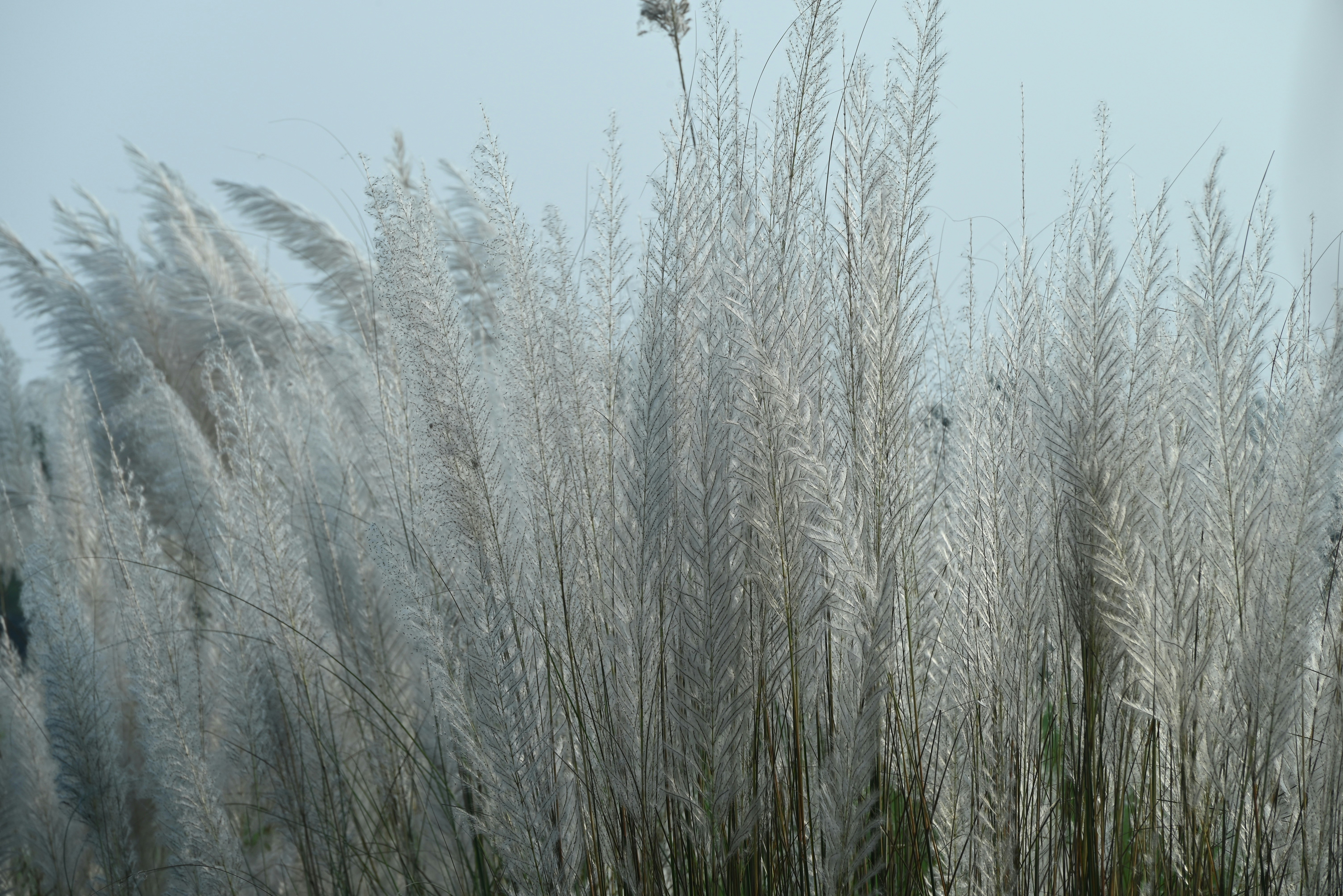 Whispers of Pampas: Silver Plumes in a Pale Blue Sky