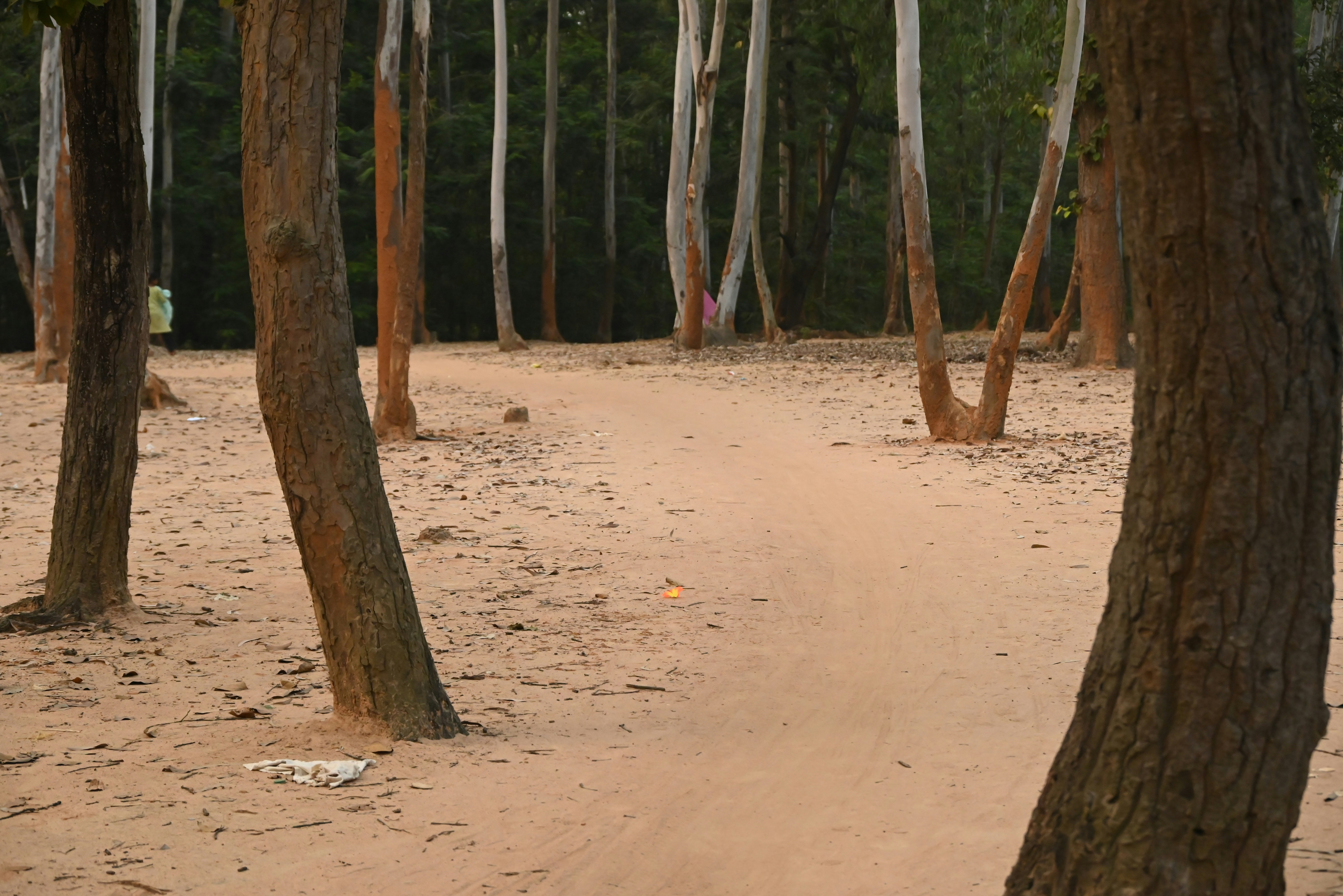 Whispers of the Woodland Path