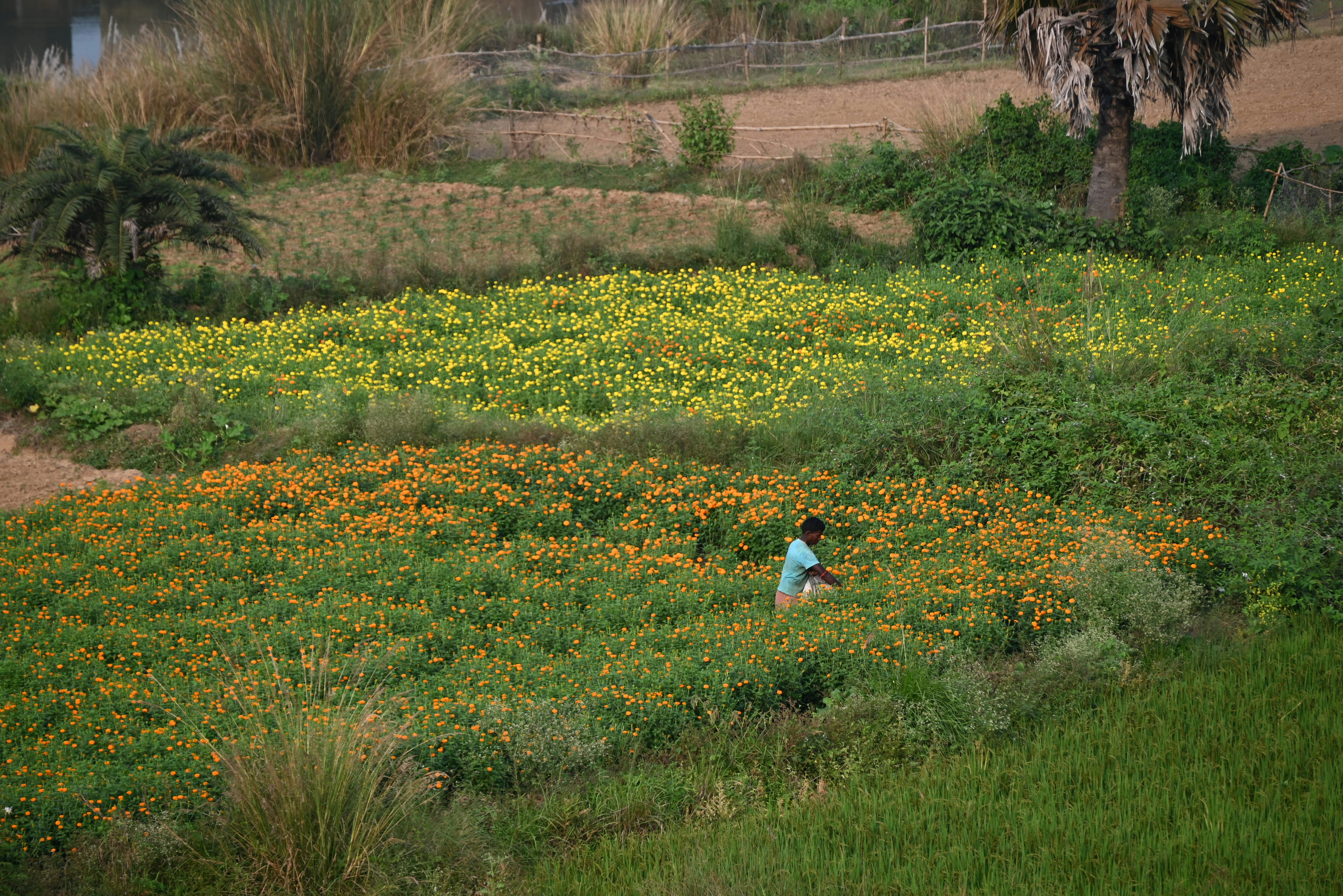 Blue in a Sea of Gold: A Quiet Walk Through Bloom