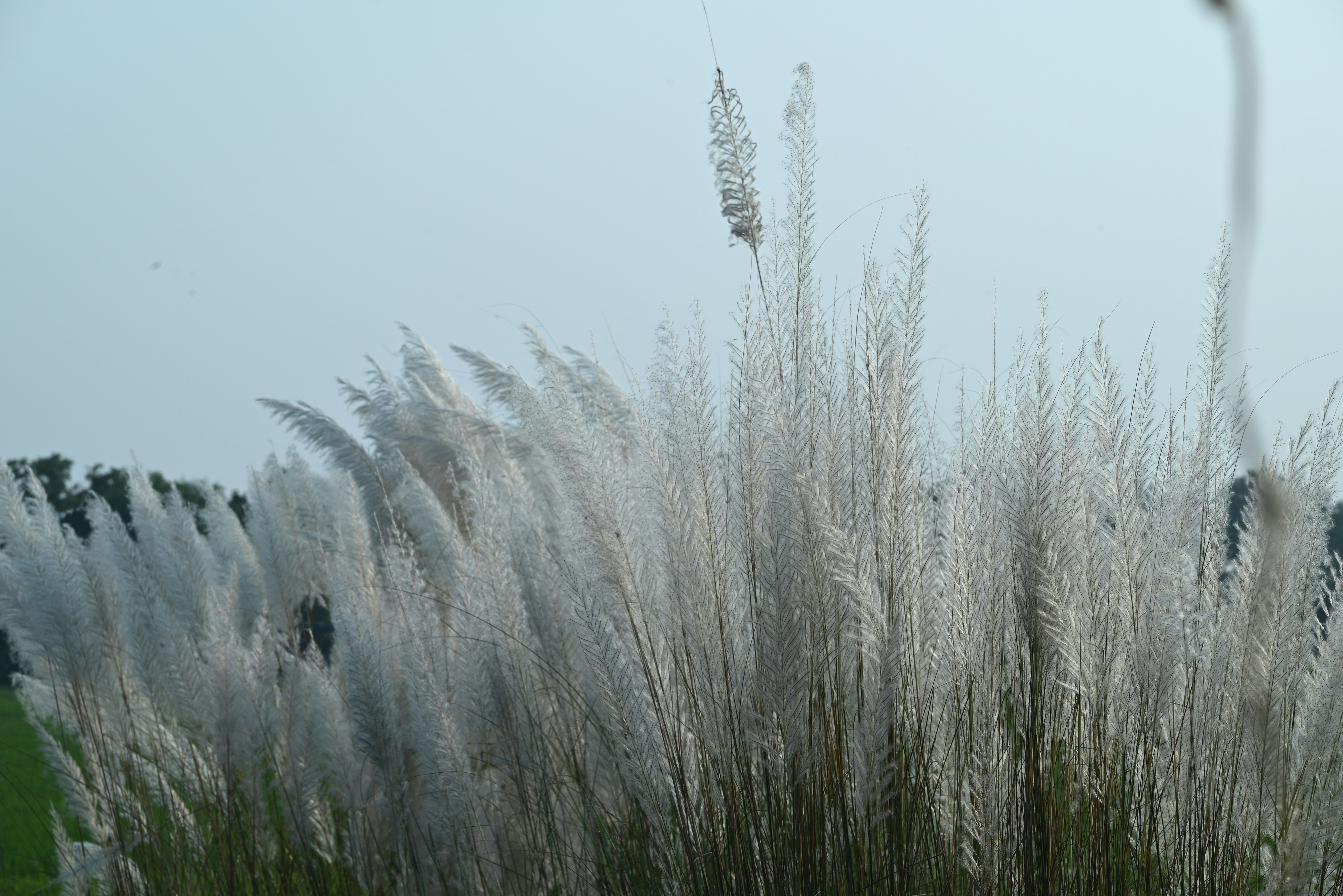 Whispers of the Pampas