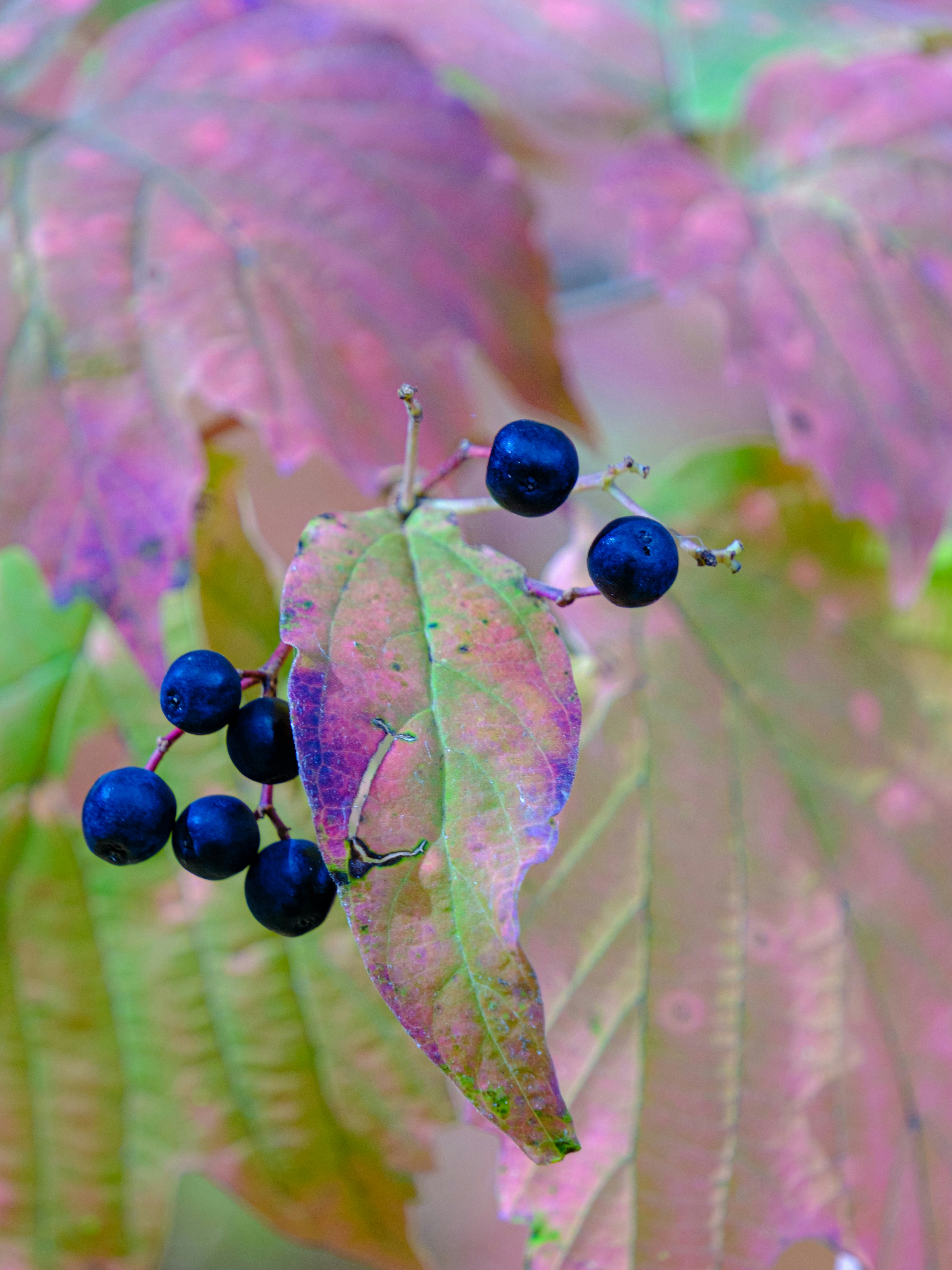 Berries on colorful plant