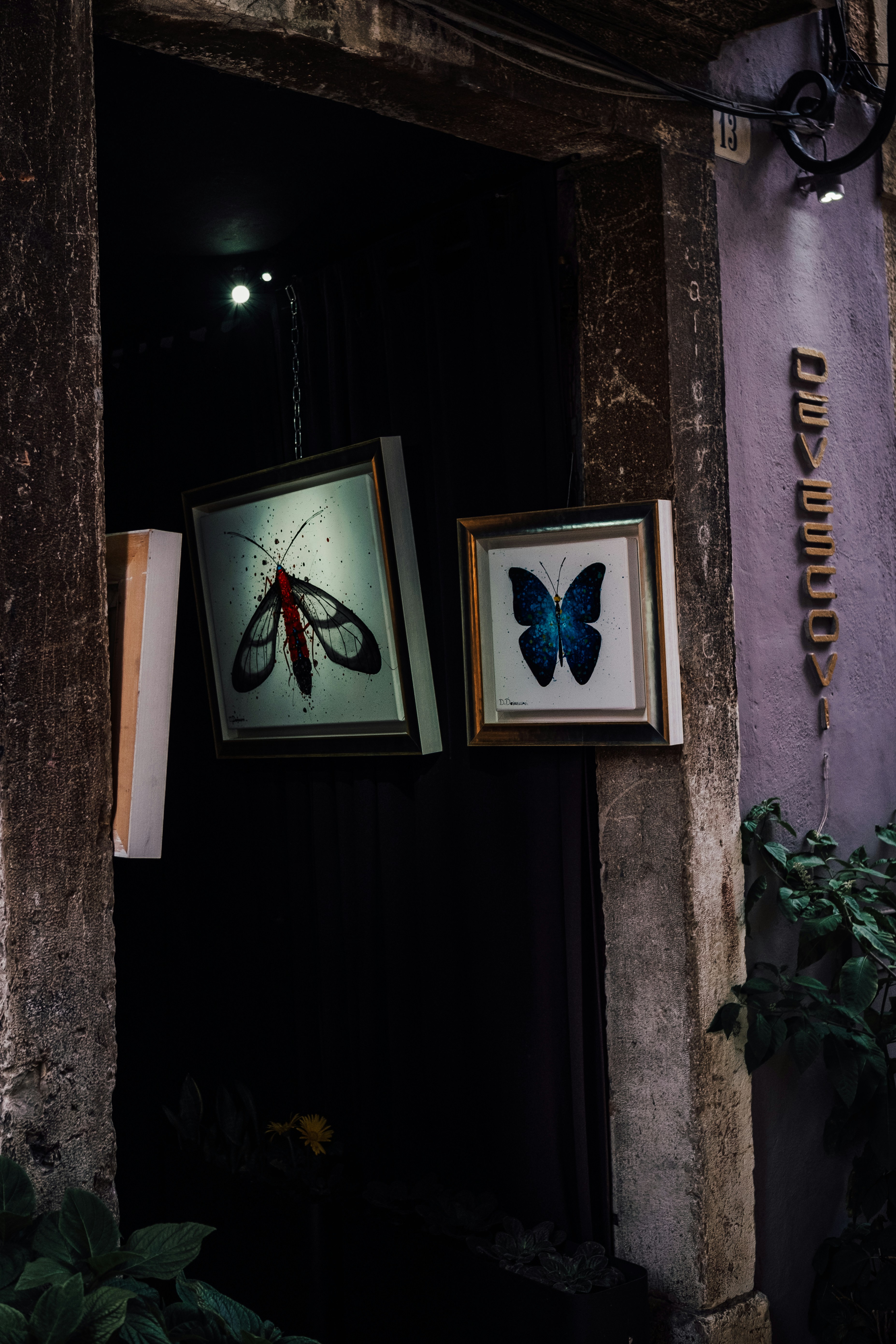 Whispers of Nature: A Gallery of Winged Artistry