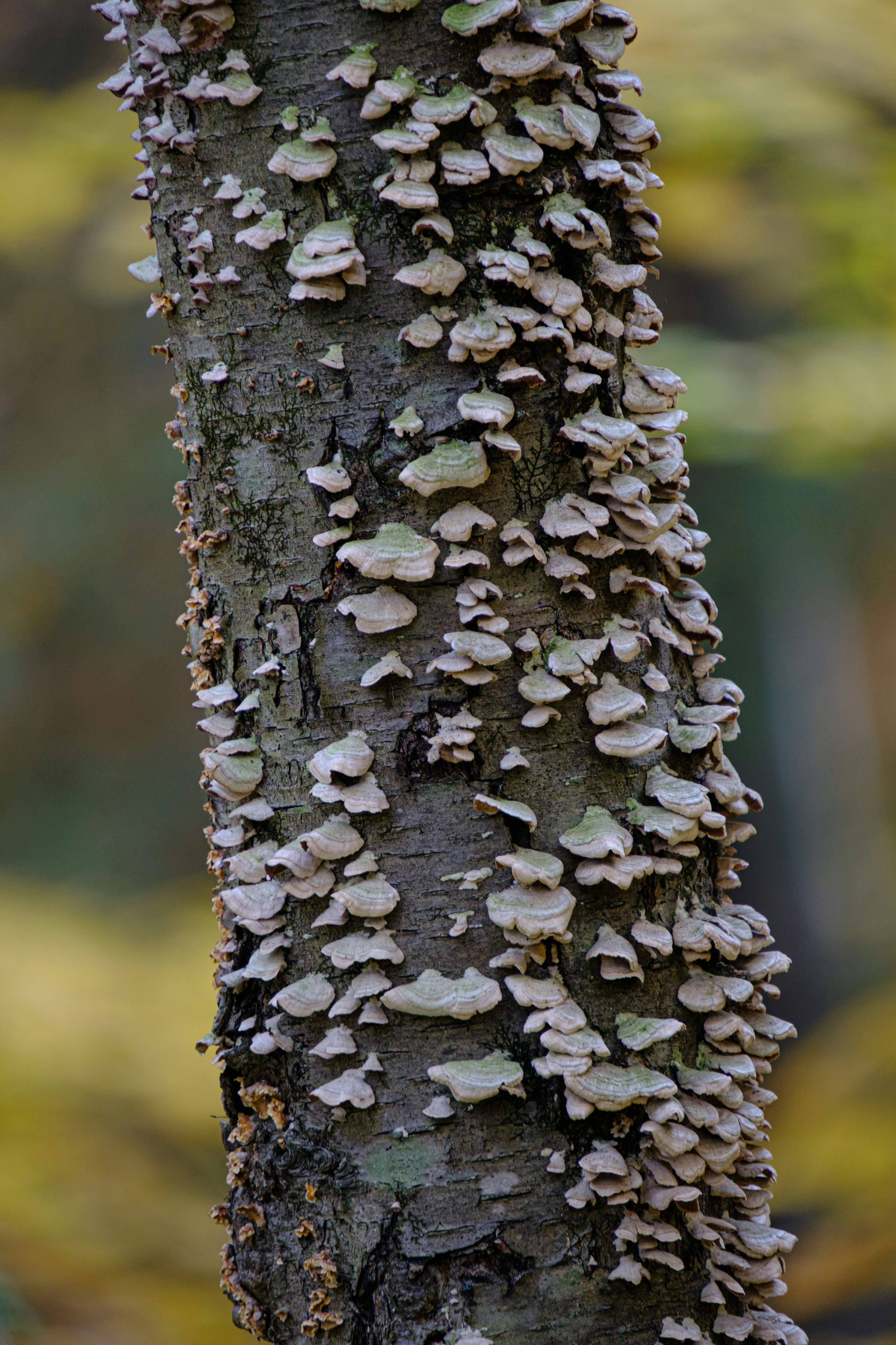 fungus on tree trunk