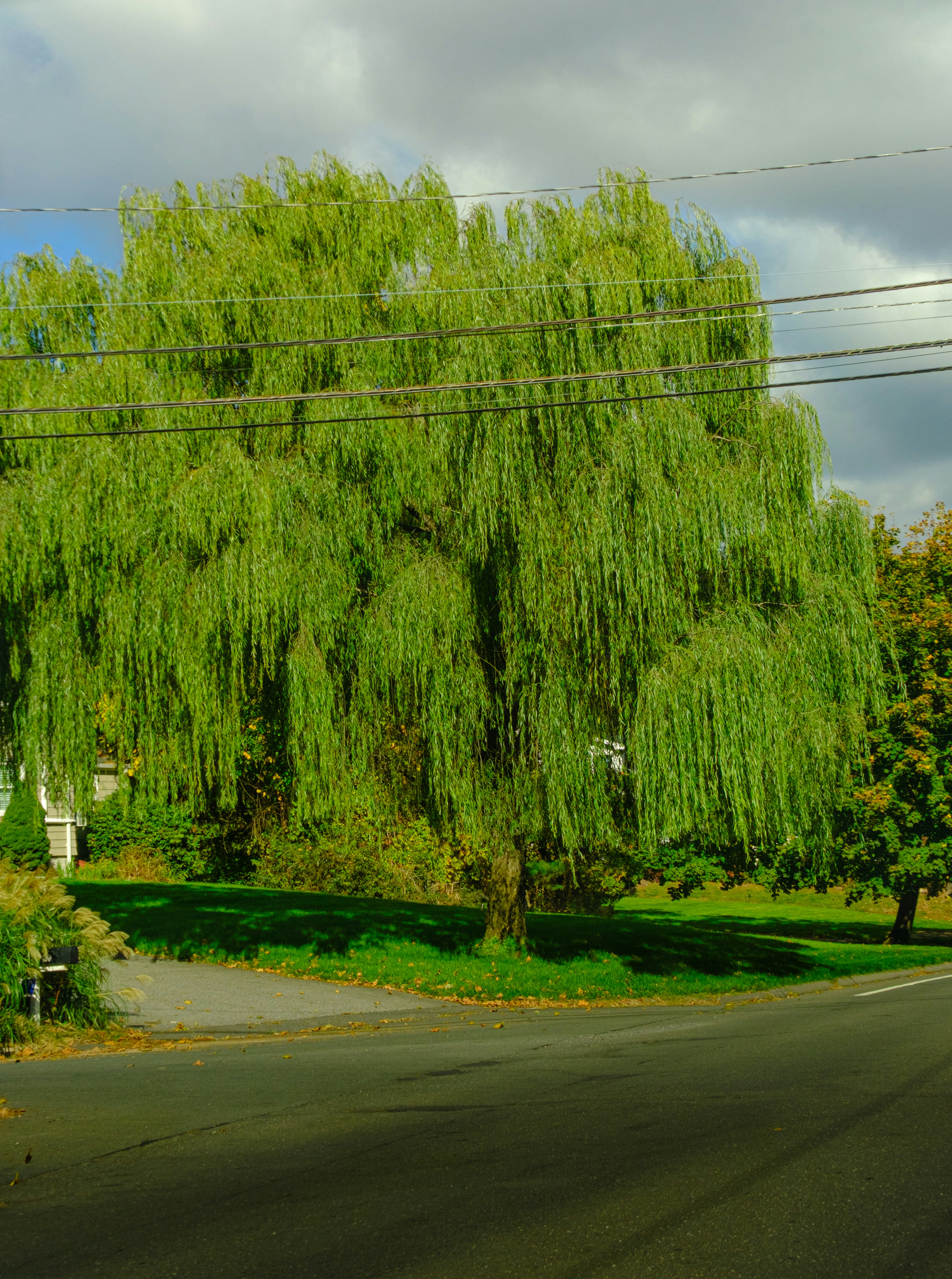 Photo by MICHAEL CHIARA with Fujifilm X-H2S