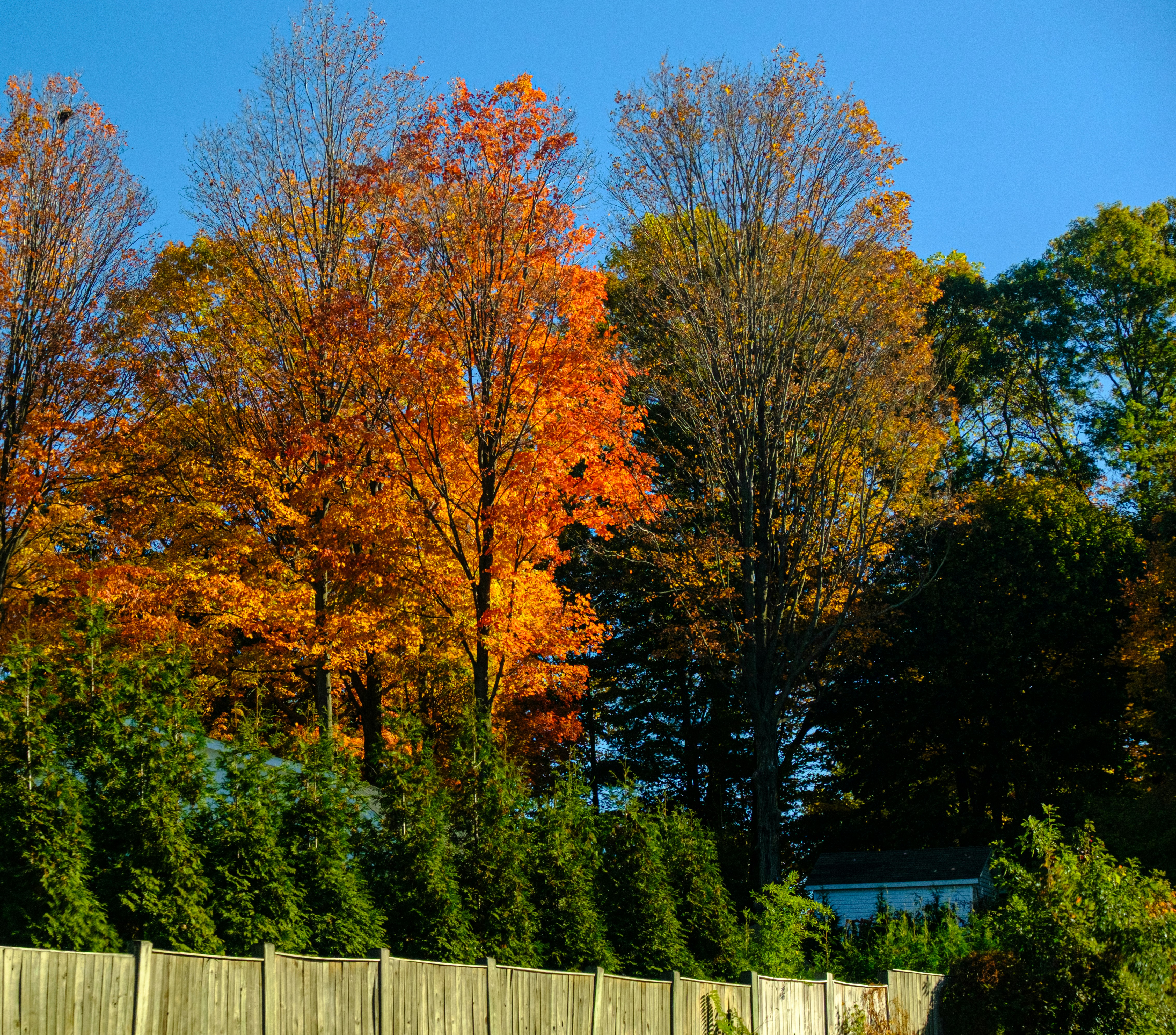 Vibrant autumn trees with fiery orange and deep yellow leaves against a clear blue sky, framed by a wooden fence.