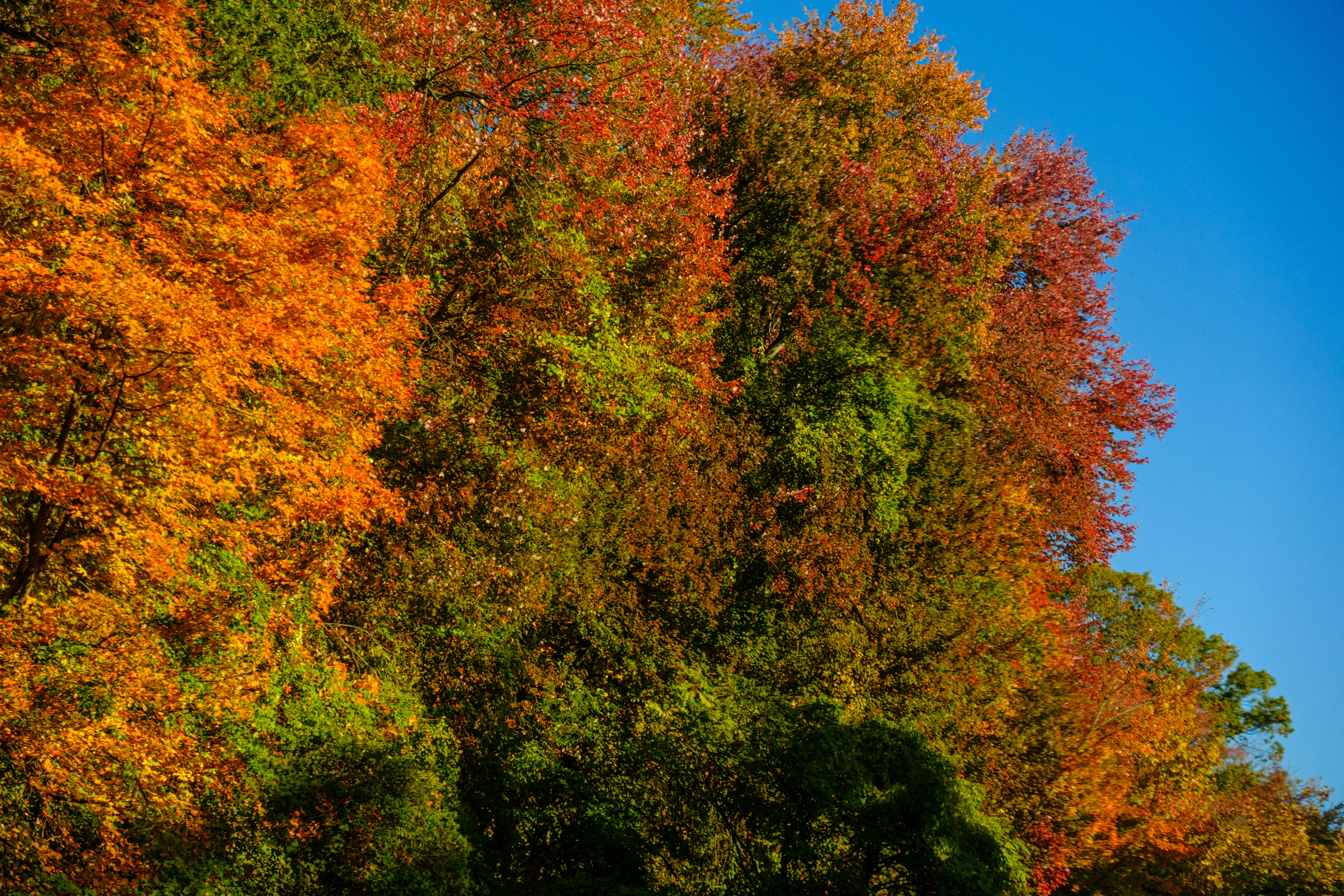 Photo by MICHAEL CHIARA with Fujifilm X-H2S