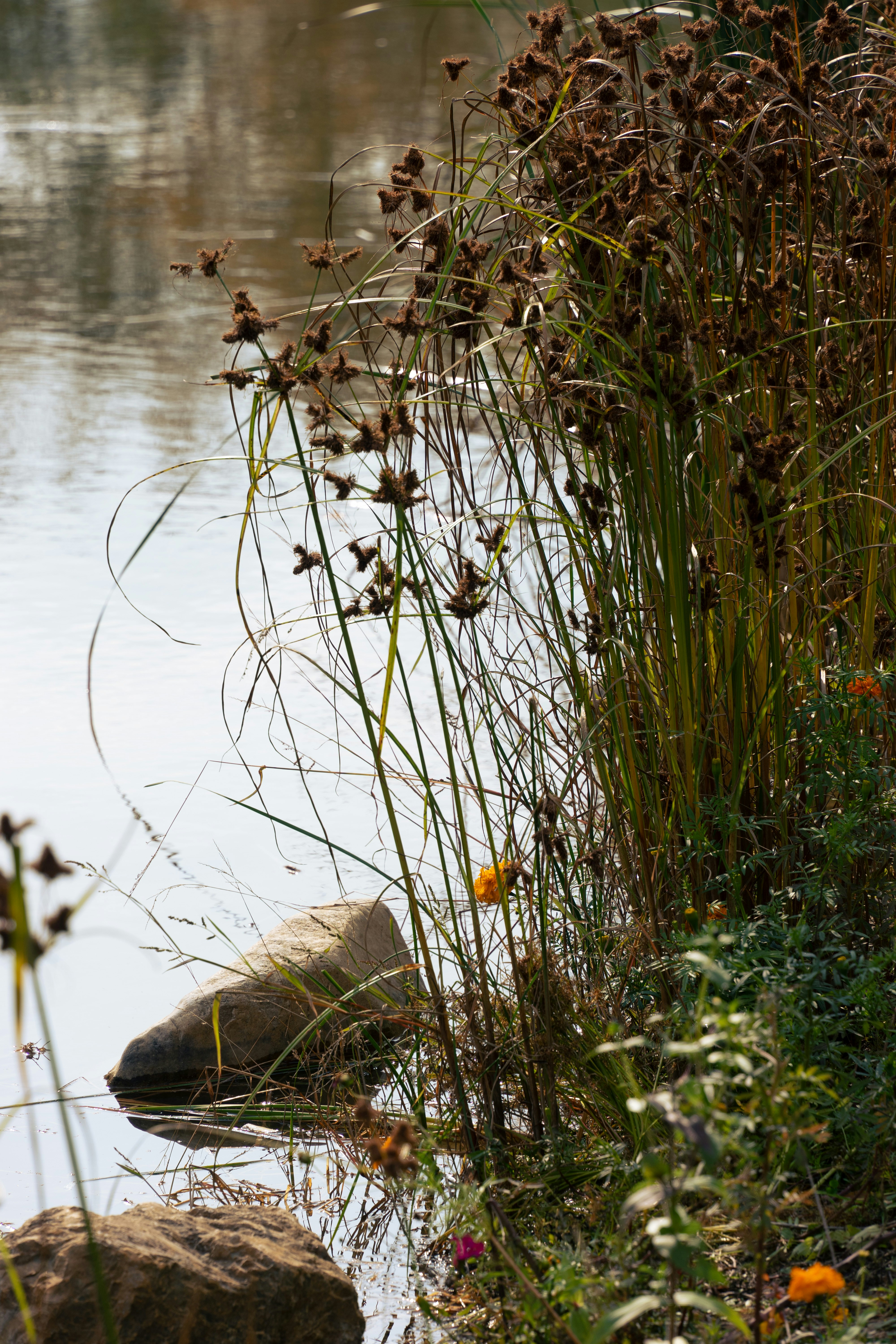 Tall grasses and wildflowers frame the edge of a tranquil water body, showcasing the delicate balance of land and water. A smooth rock juts into the scene, enhancing the natural composition.