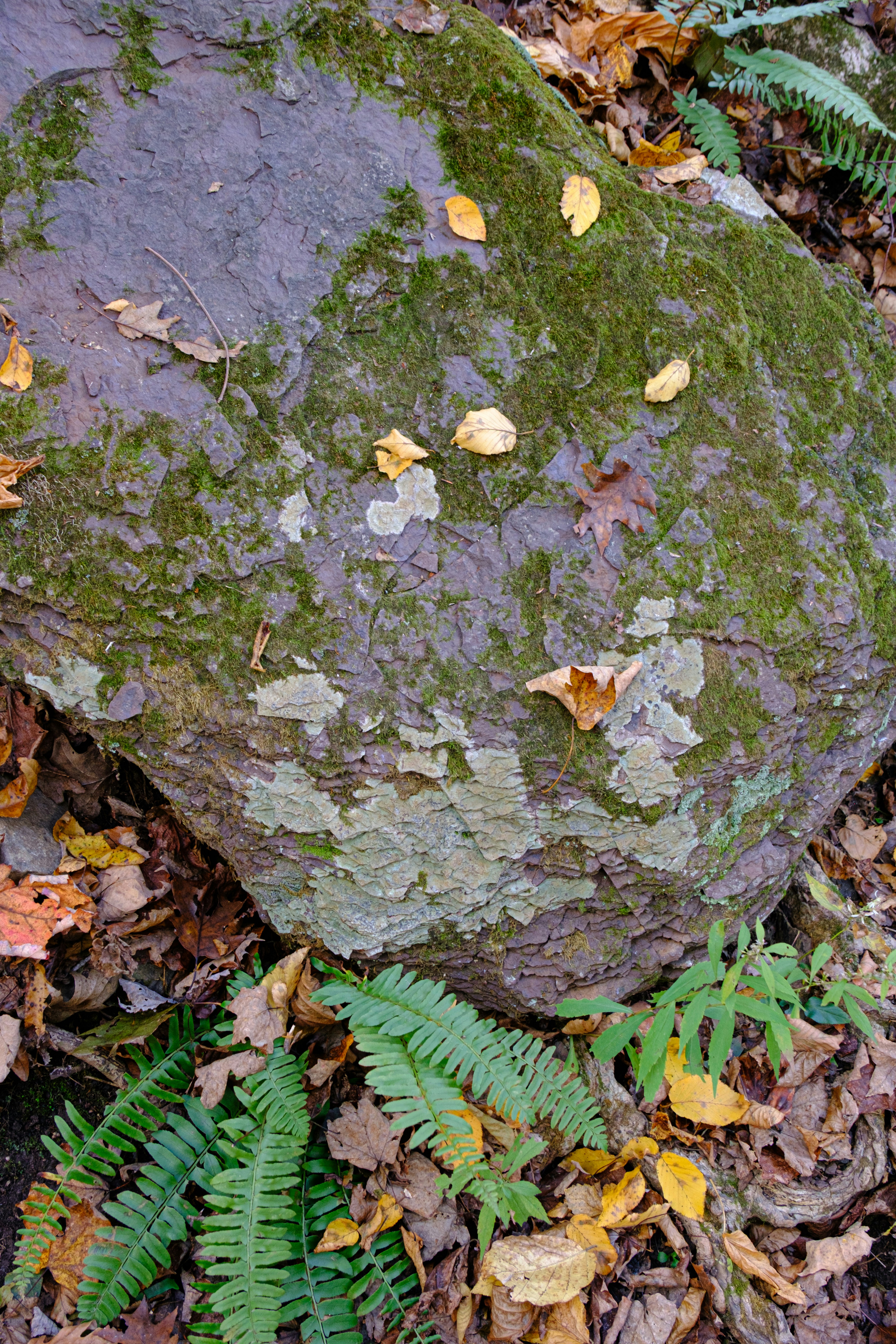 Moss-covered boulder surrounded by autumn leaves and ferns, showcasing the beauty of nature's textures and colors.