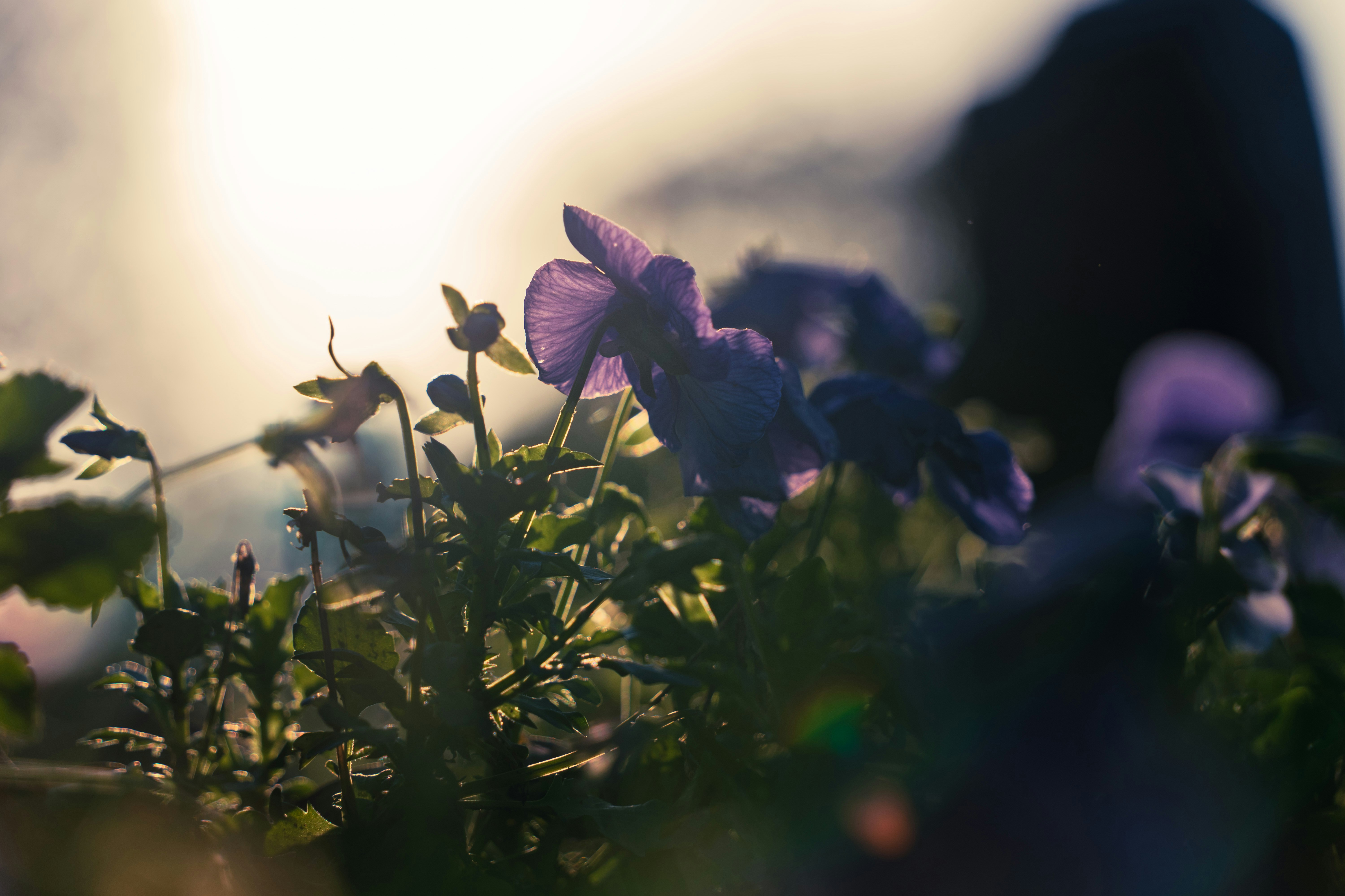 Delicate purple flowers basking in soft sunlight, surrounded by lush green foliage. The scene captures the essence of nature's tranquility.
