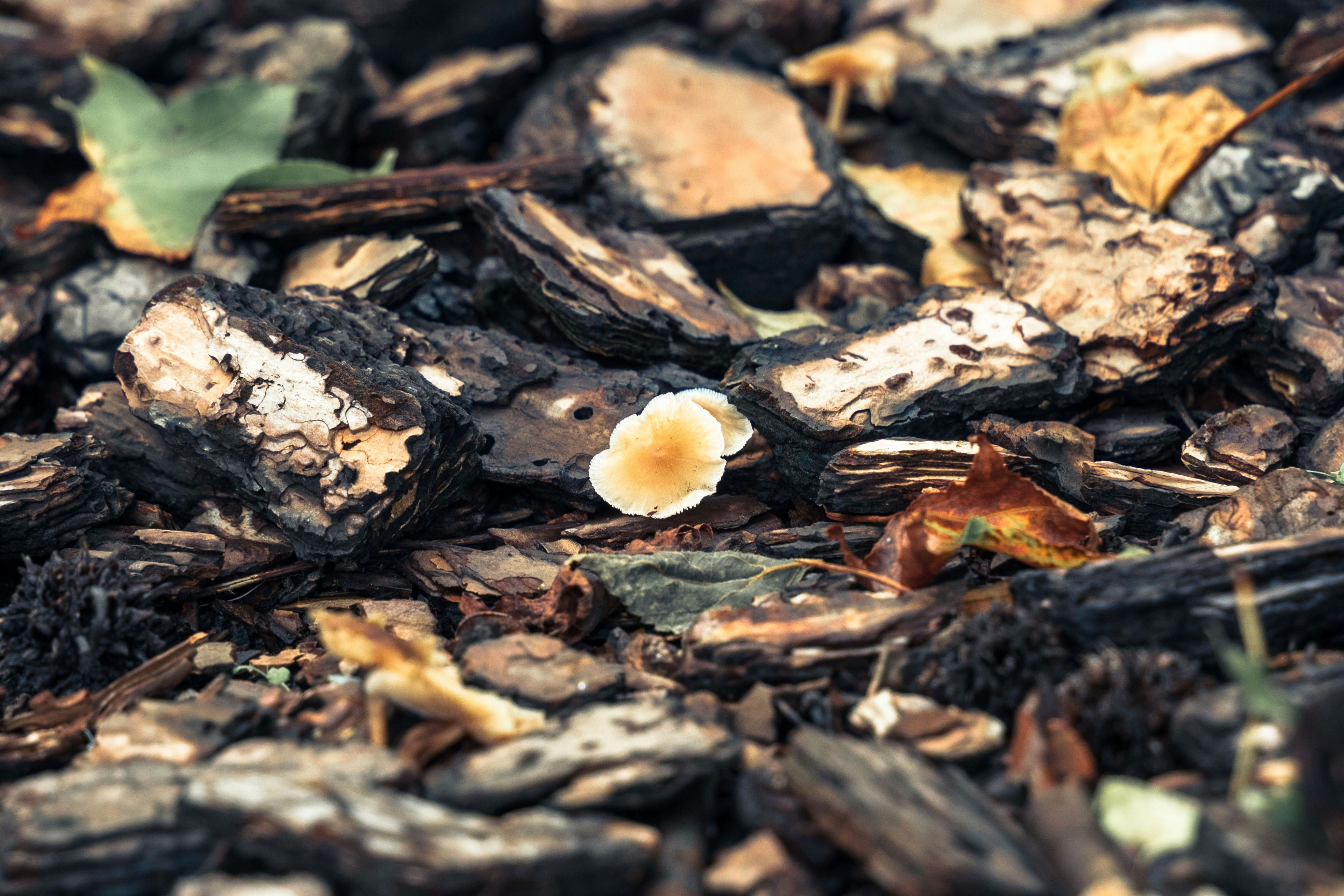 Nature's Subtle Elegance: A Mushroom's Solitary Presence