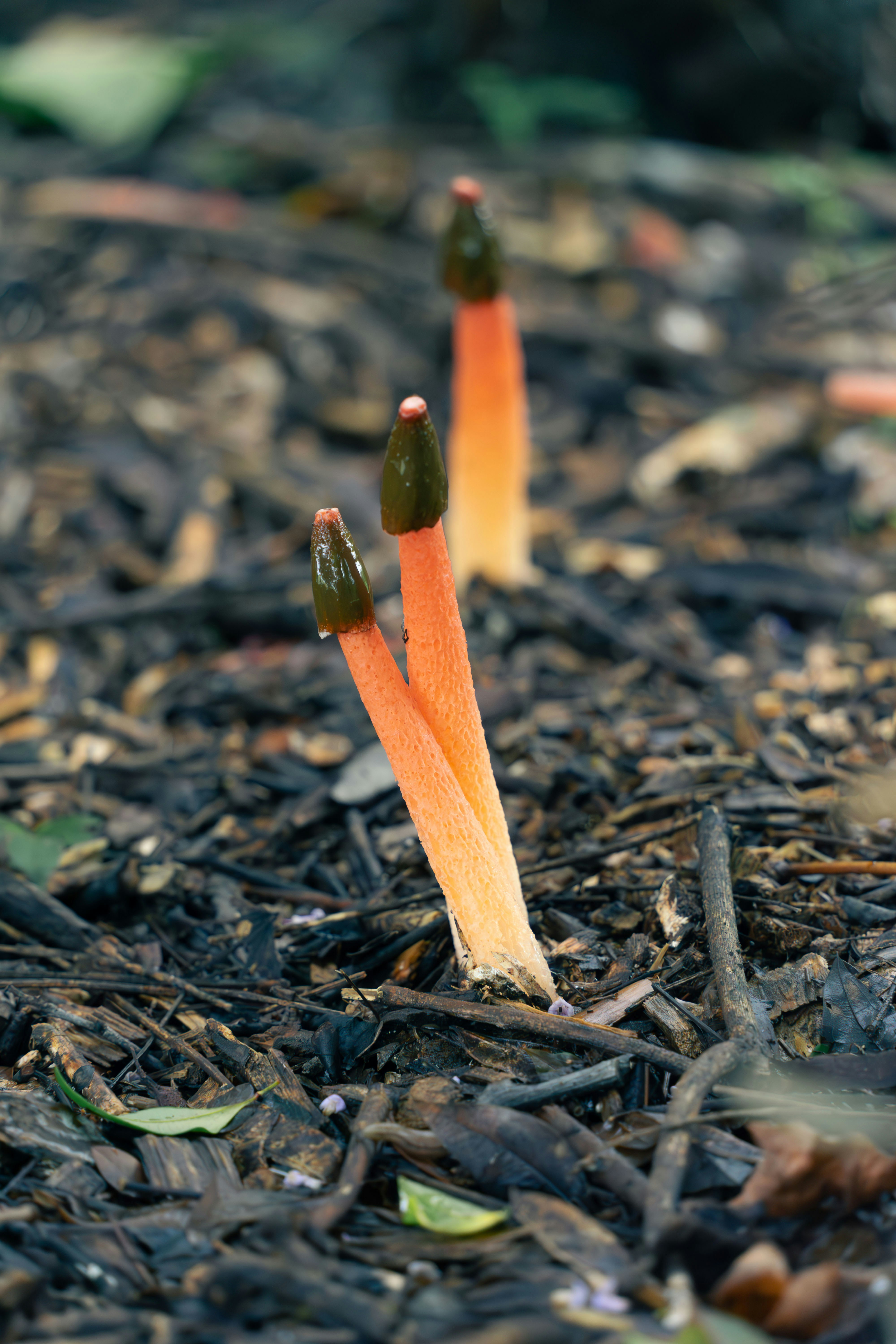 Orange-crowned Fungus Champions a Quiet Forest Floor