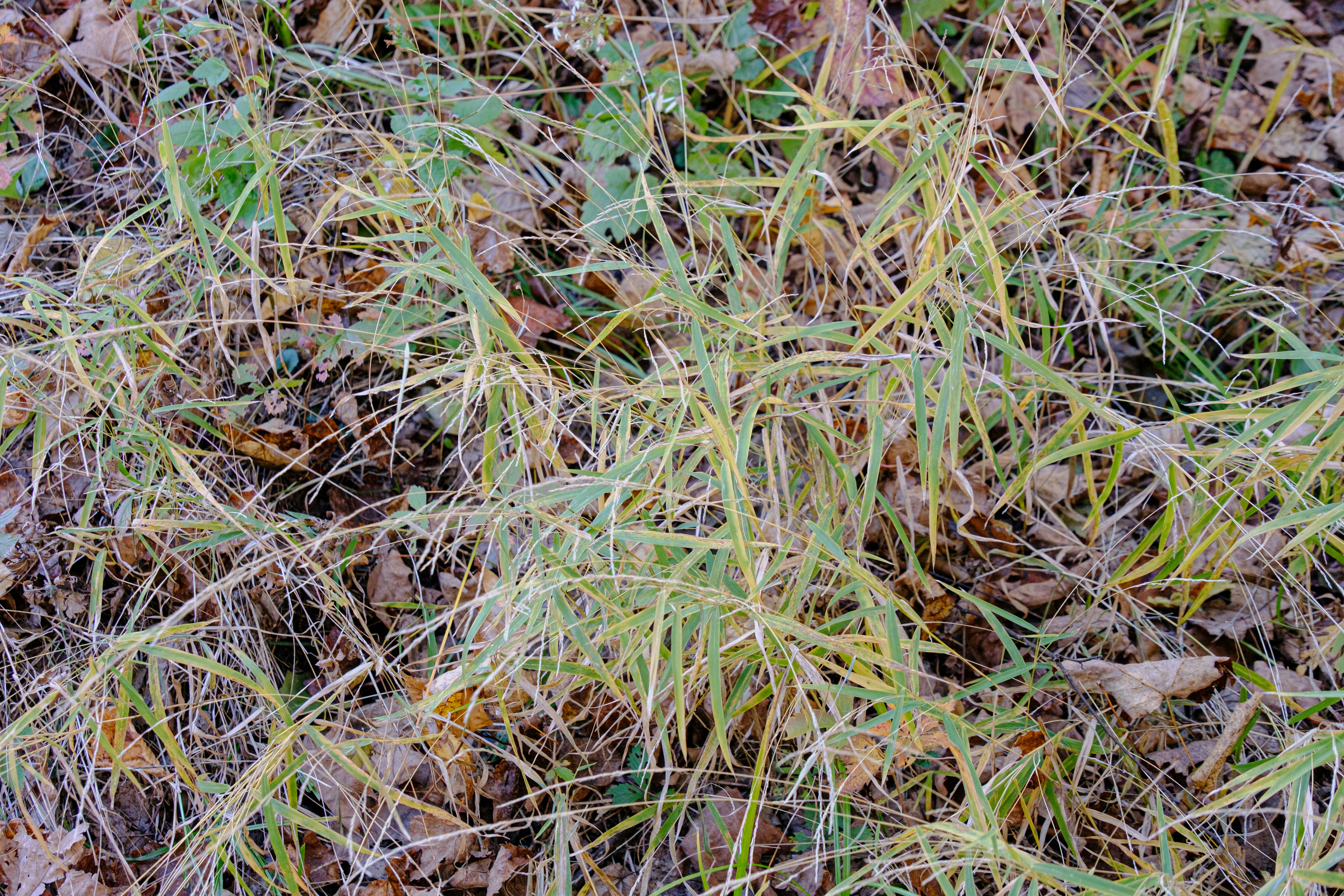 Whispers of Autumn: Nature's Tapestry