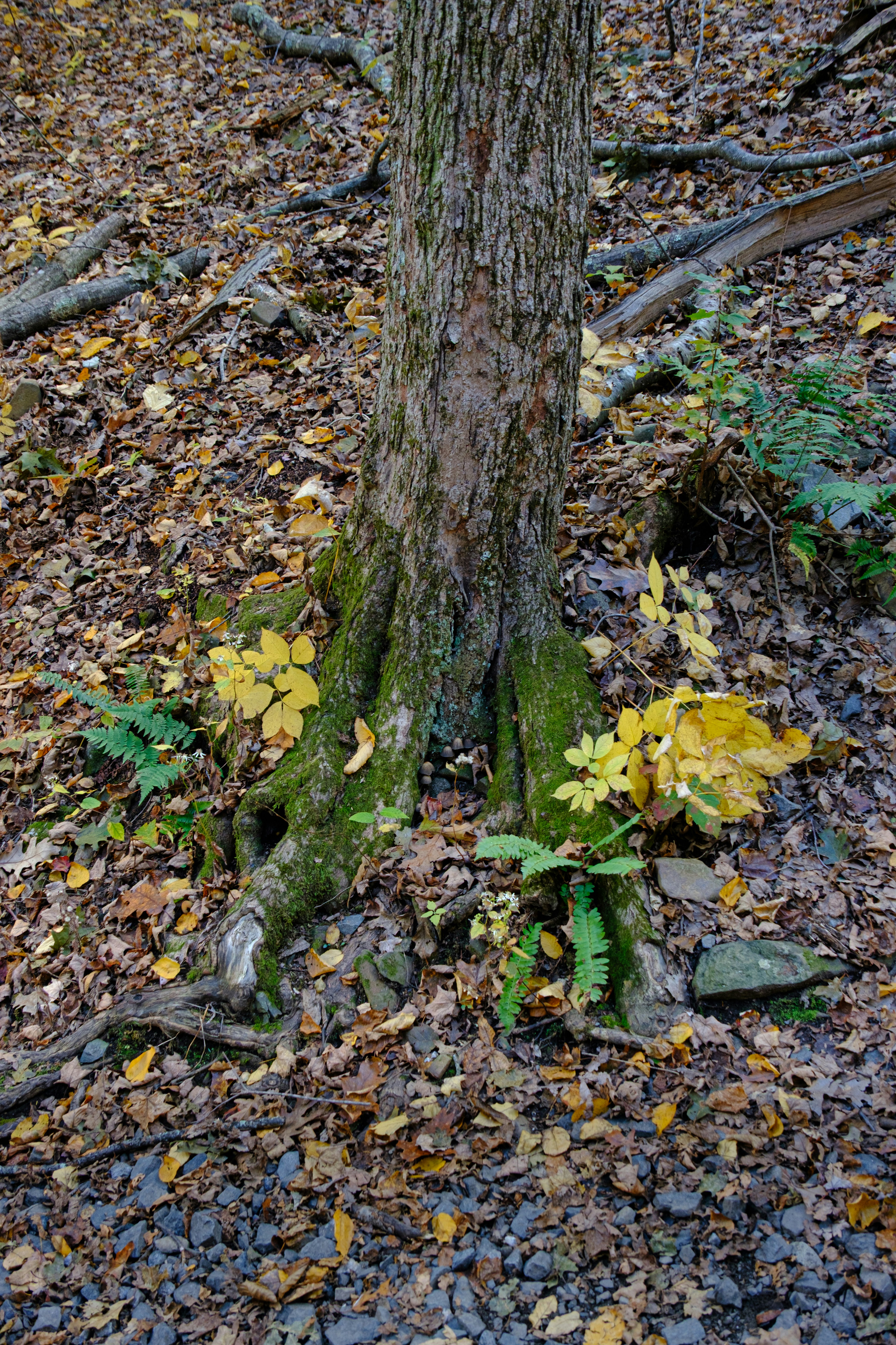 Autumn's Moss-Guarded Trunk Rising from Leaf-Litter
