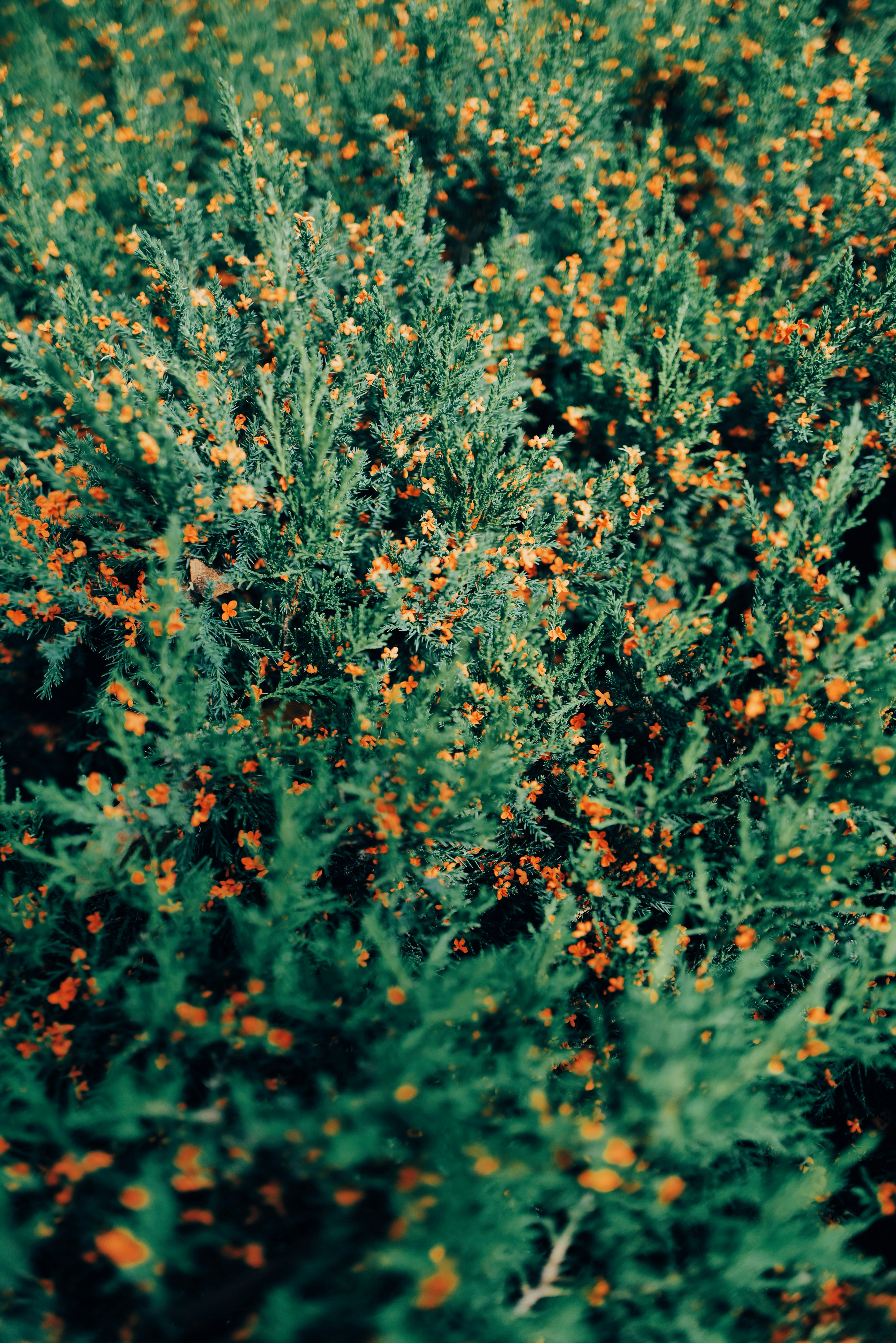 Green bushes with small orange flowers blooming