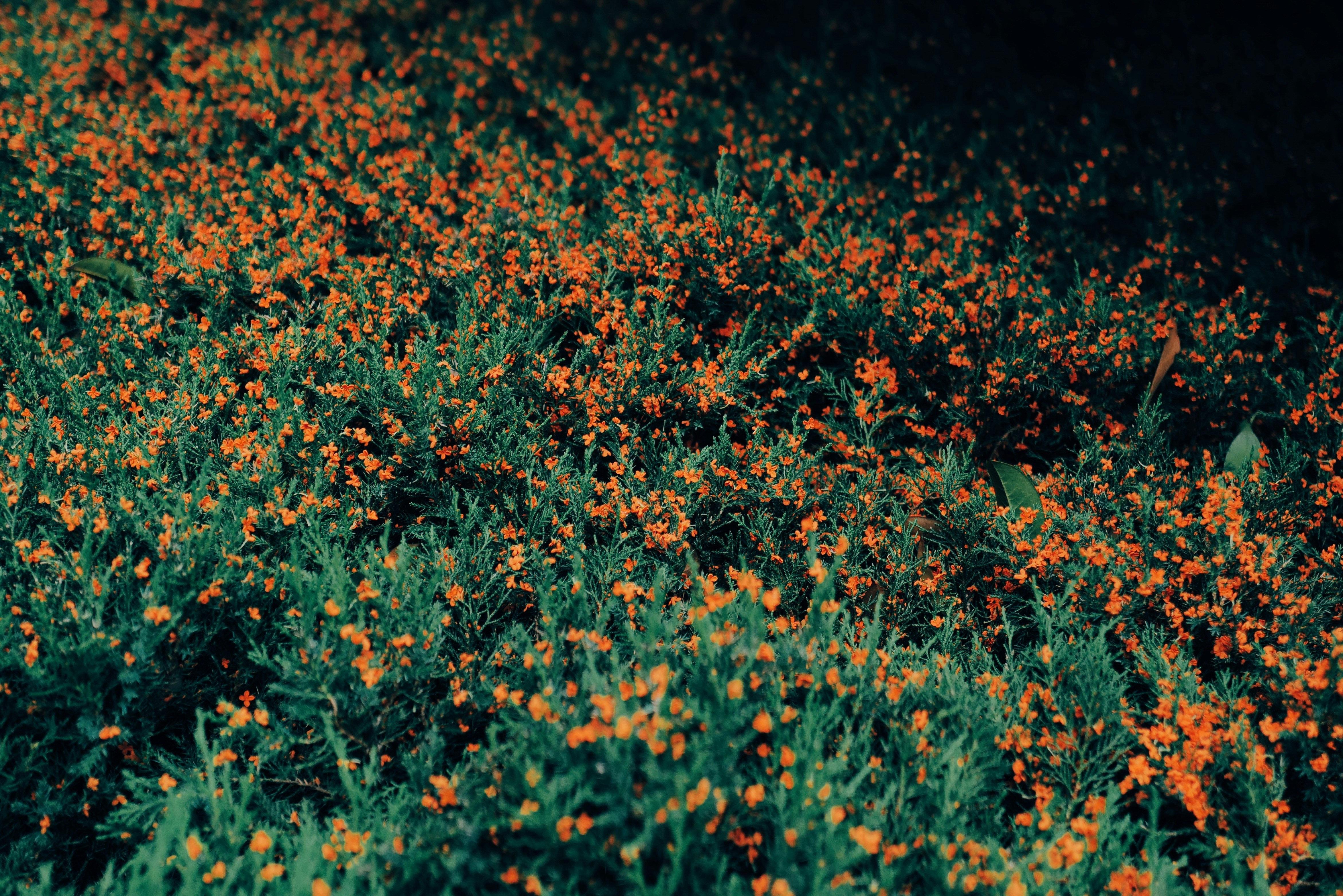 A lush carpet of small orange flowers interspersed among green foliage, creating a vivid natural scene.