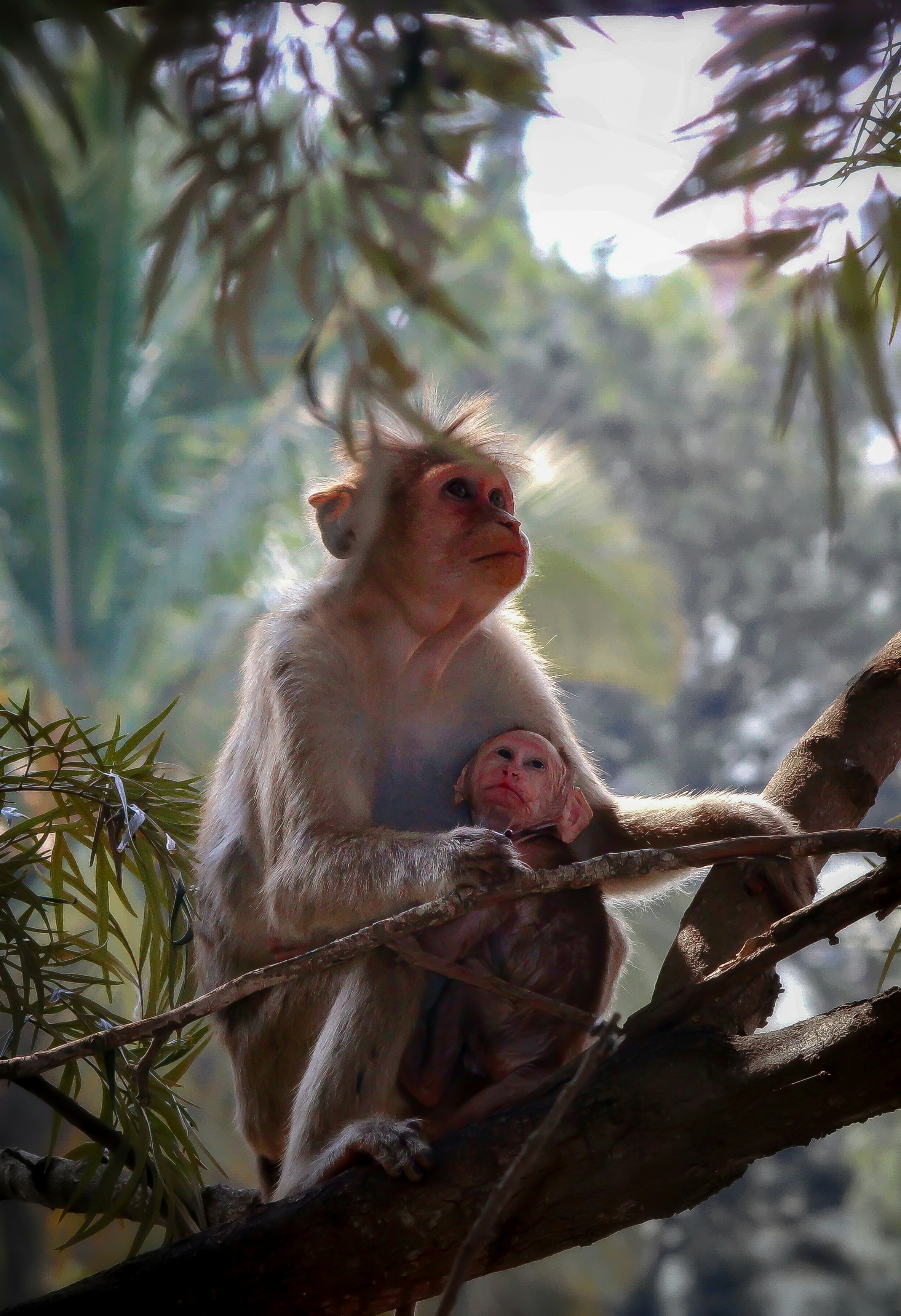 A mother monkey cradles her baby on a branch, surrounded by lush foliage. The scene captures a poignant moment of maternal care.