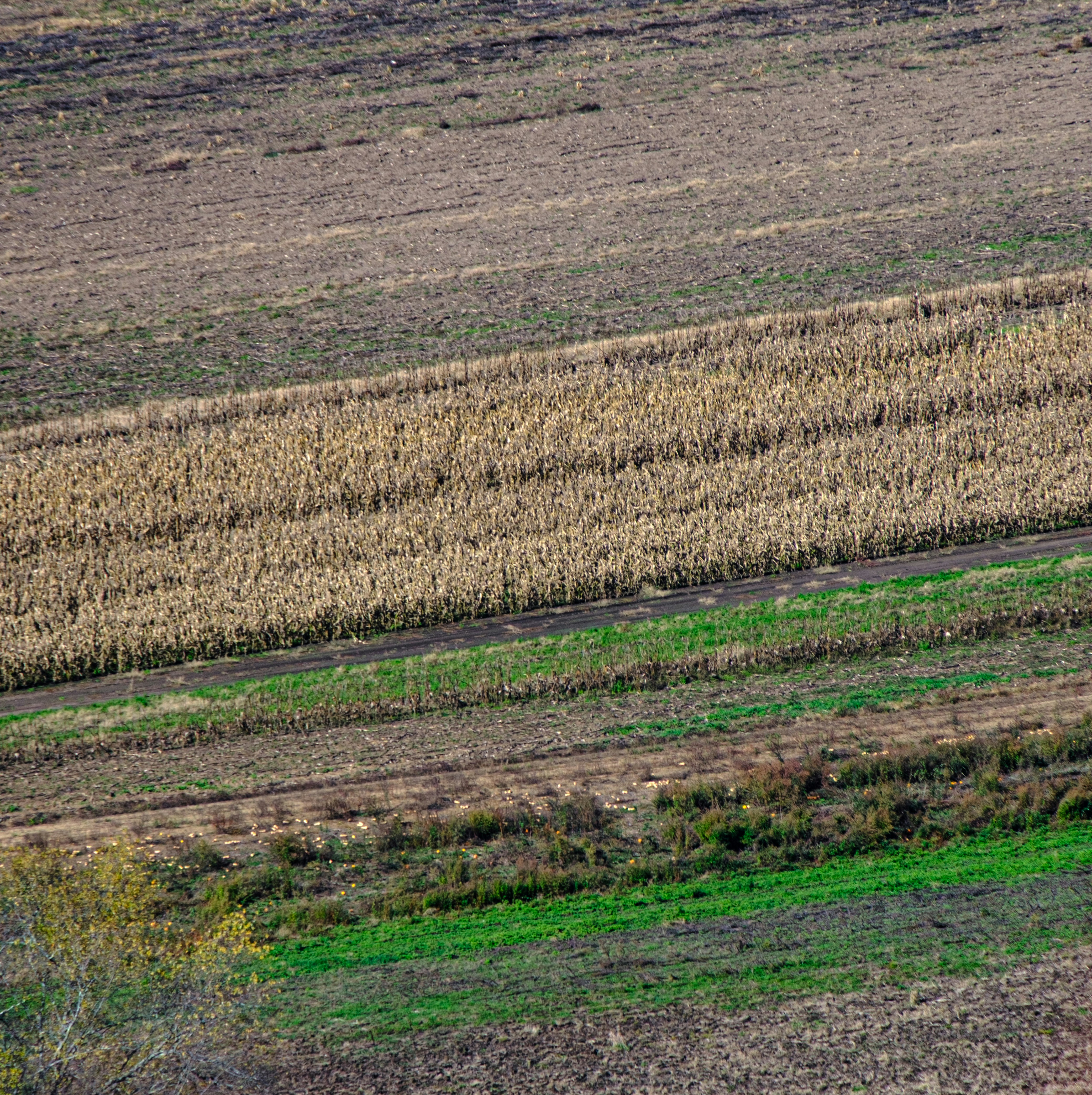 Layers of Harvest: A Tapestry of Agriculture