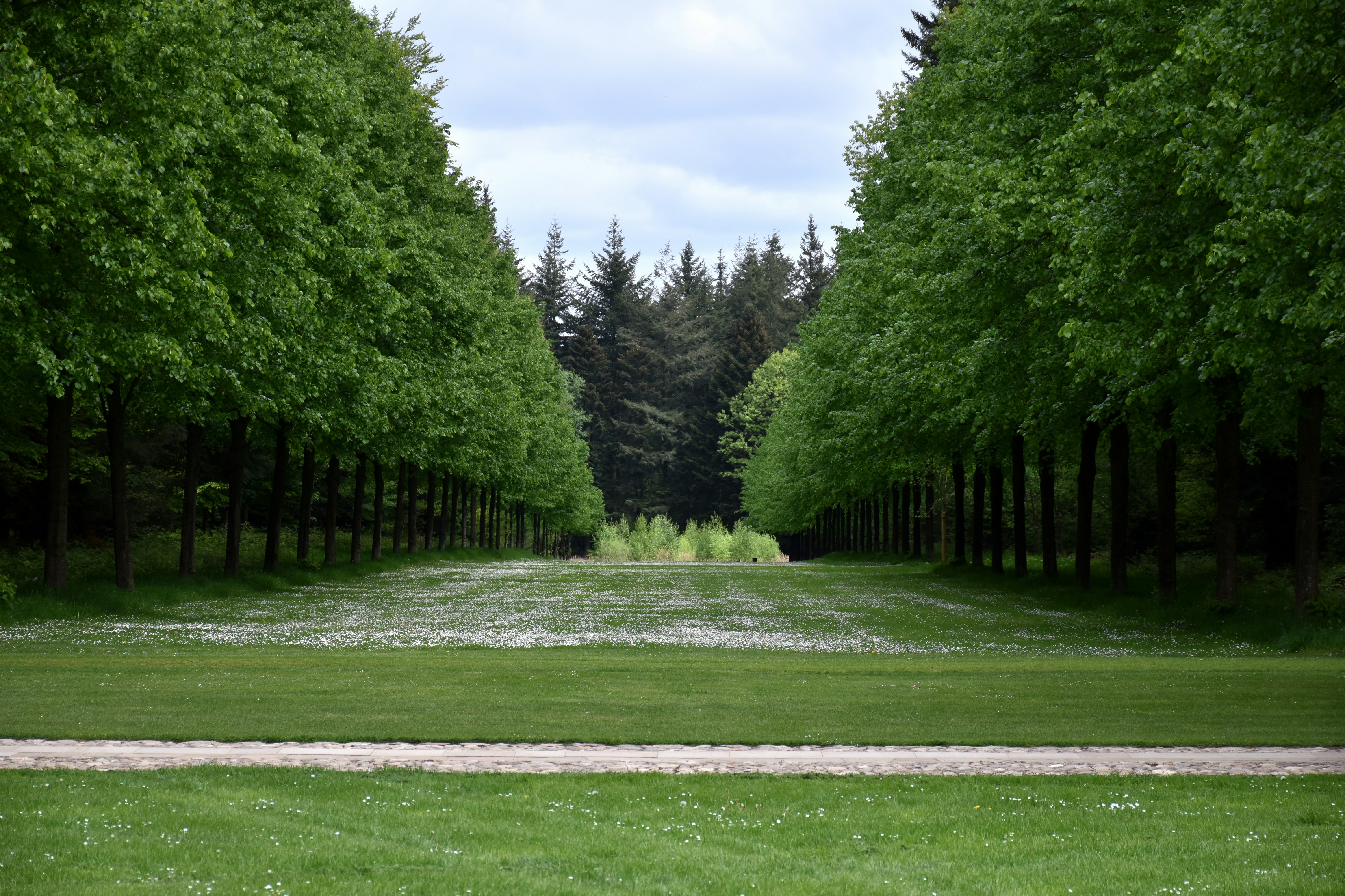 It is quiet in the park (Germany - silence) | Lined path through a lush green park with tall trees.