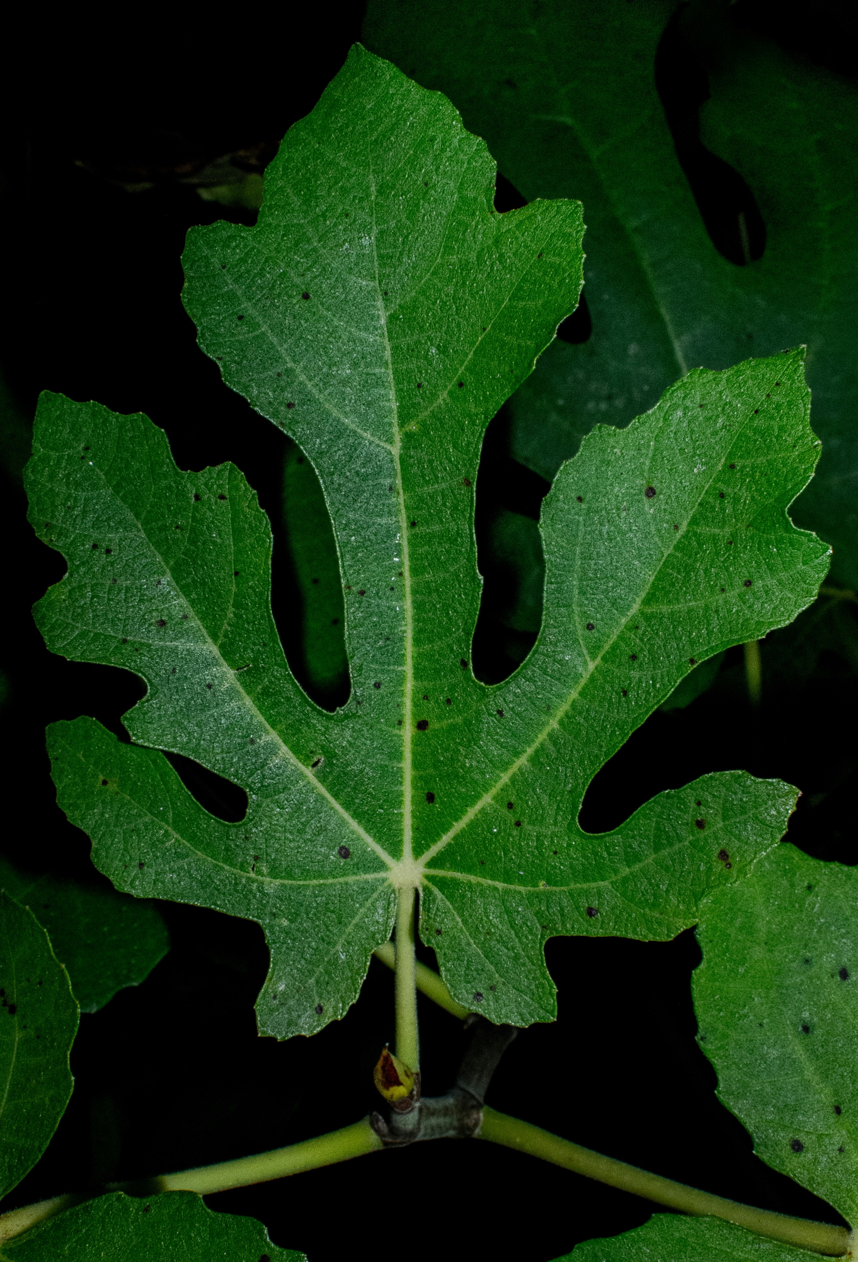 Vein Grid in Shadow: The Fig Leaf's Quiet Pulse