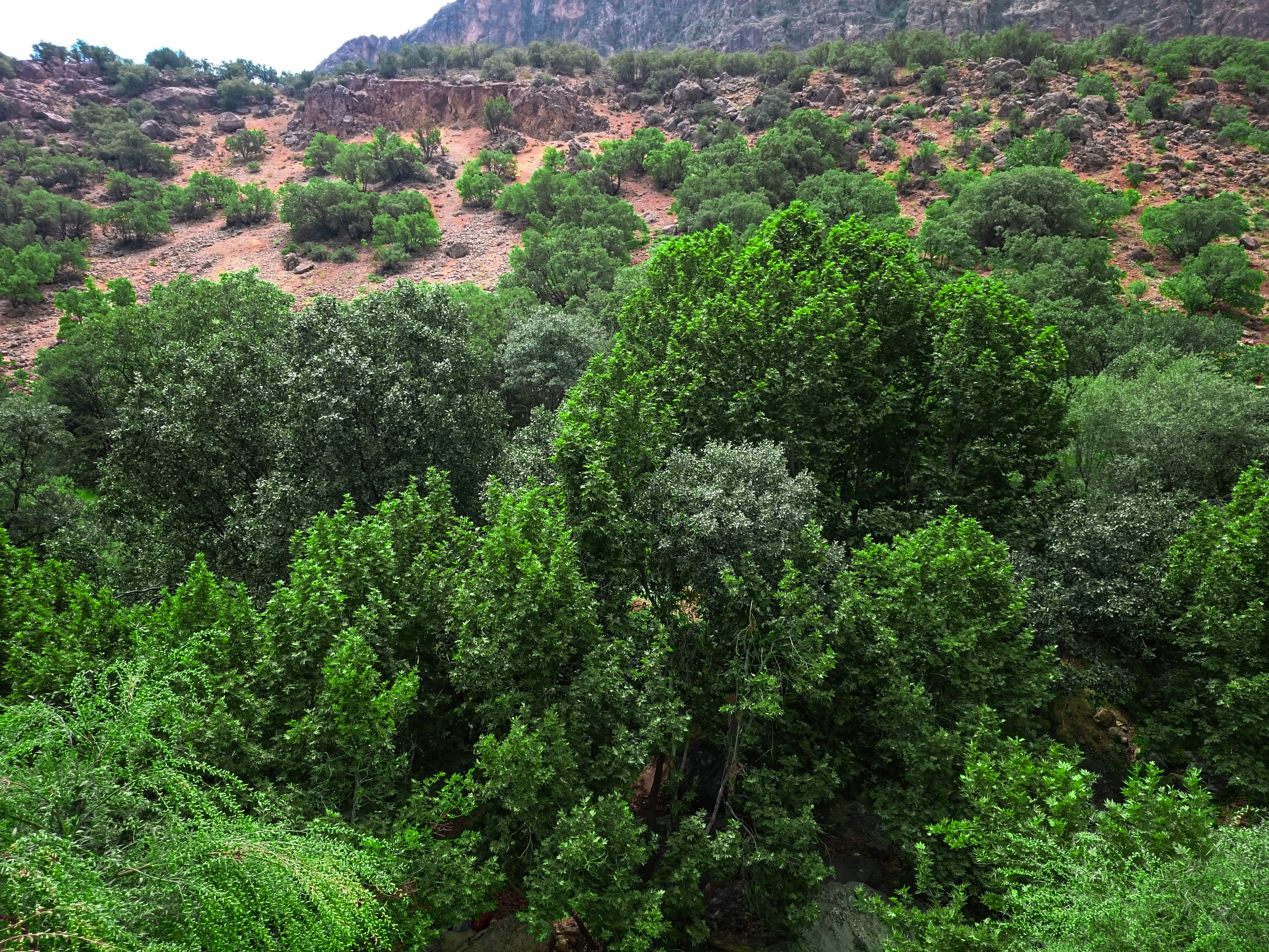 Paradise Landscape — Lost Paradise, Shiraz — May 15, 2015 (#0015) Sony Xperia Z1 (C6903) • 4.9 mm • f/2.0 • 1/640 s • ISO 50 Full-res download: mofaeye.com/15 (link in bio) #lostparadise #shiraz #beheshtgomshodeh #landscapephotography #naturephotography #forest #greenery #redearth #travelshiraz #persiannature #naturalwonder #shotonxperia #sonyxperiaz1 #mobilephotography #photography