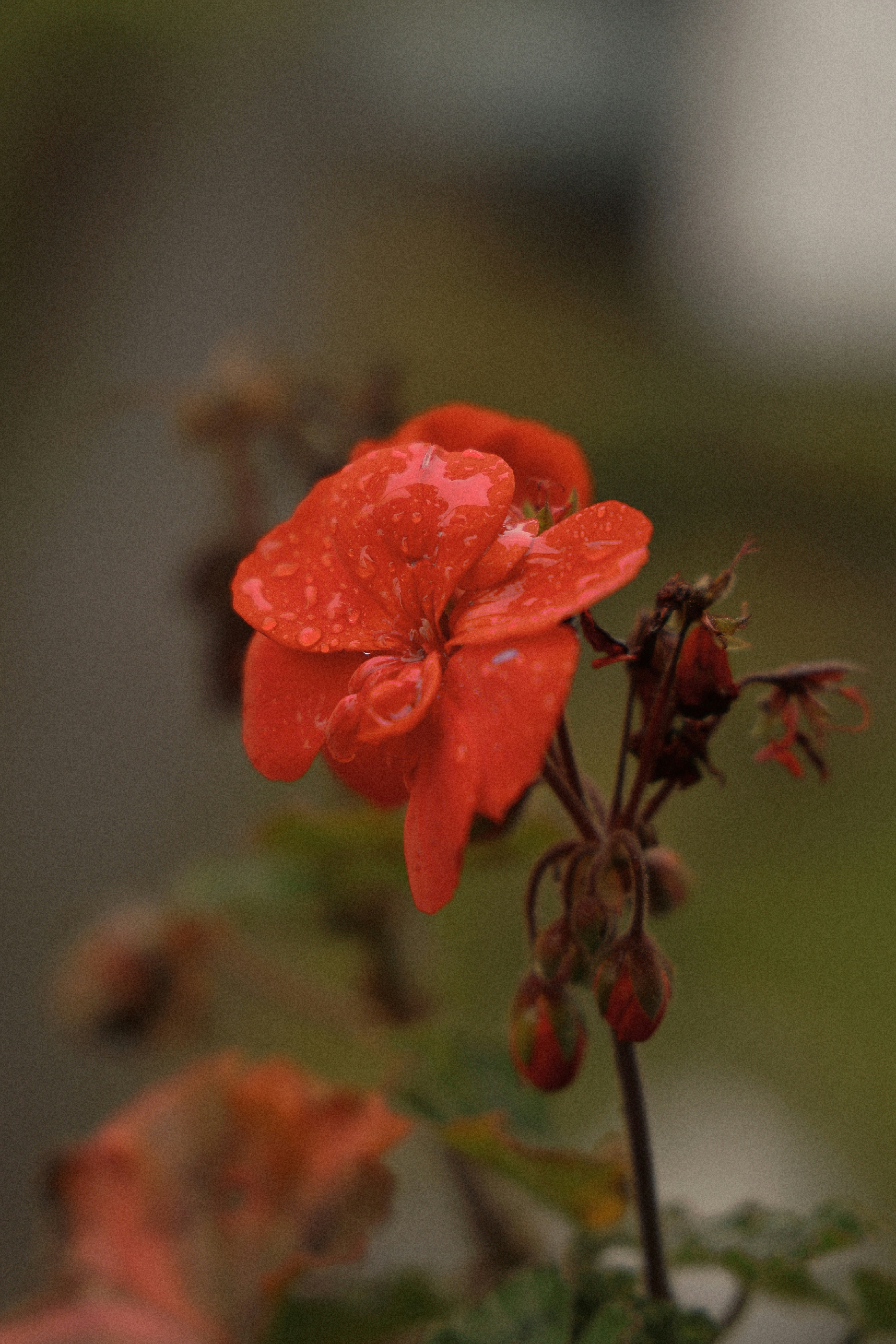 Dew-Kissed Crimson Geranium: a macro portrait of color and texture