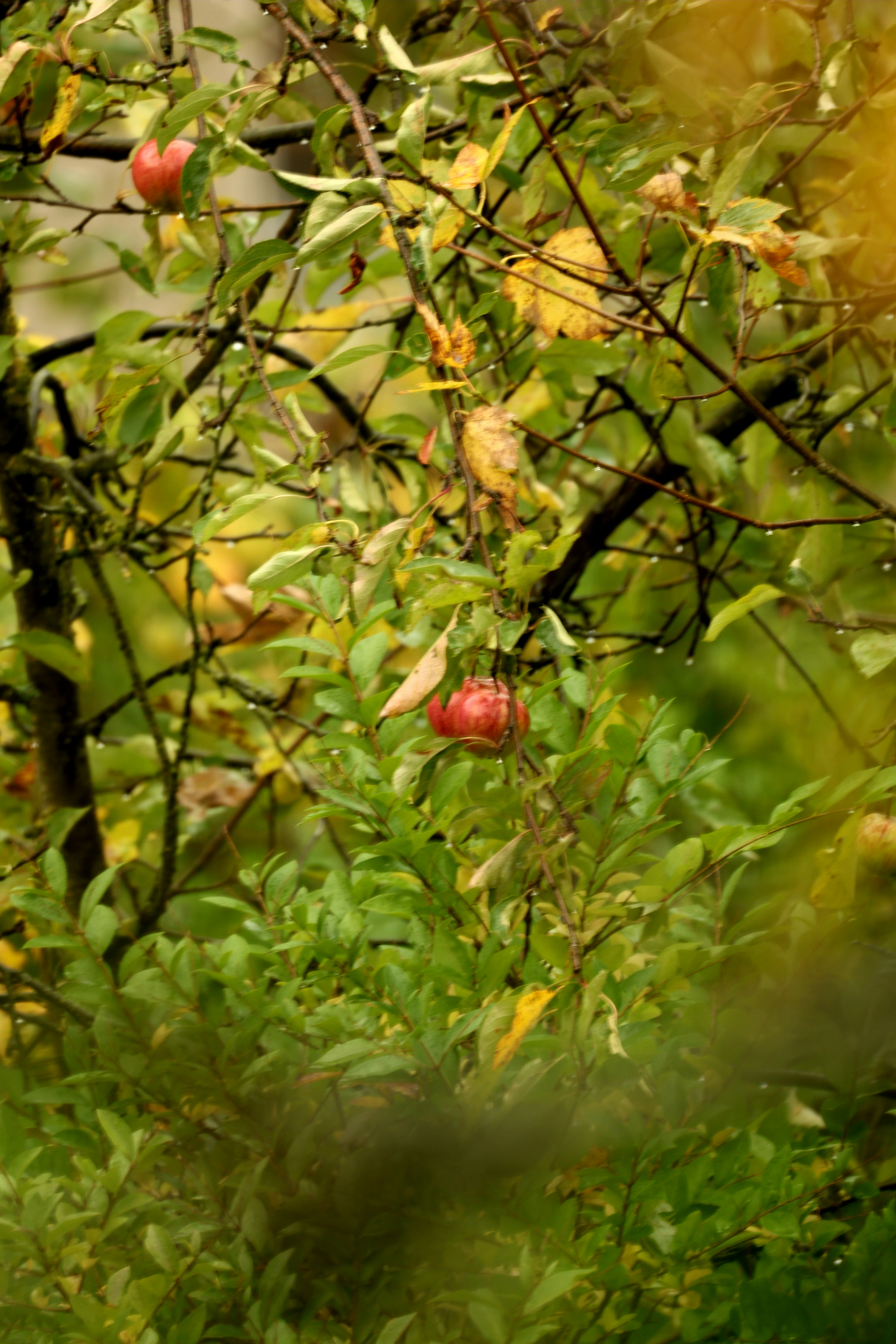 Whispers of Autumn: The Last Apples