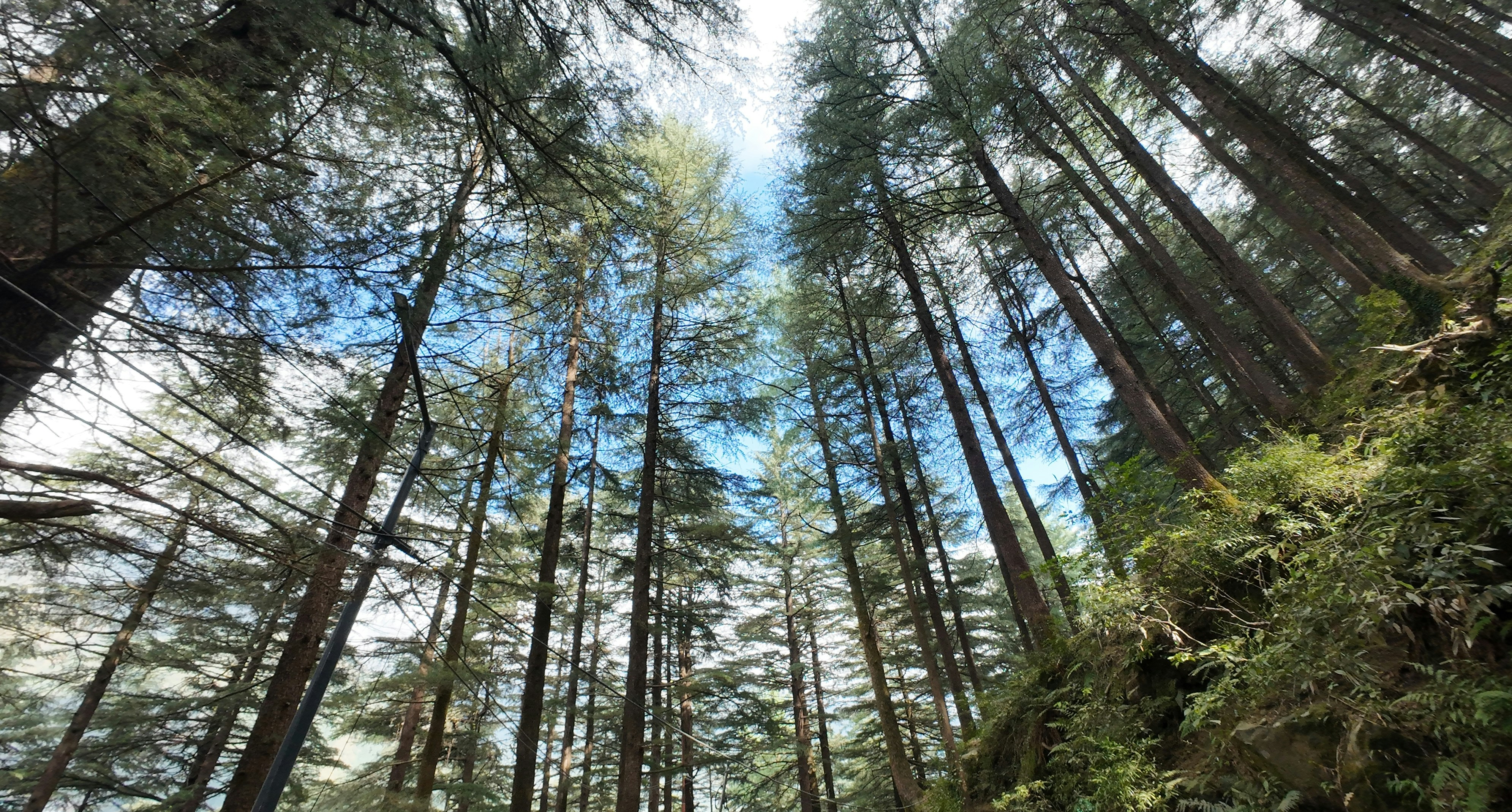 Trees from Mcleodganj, India | Tall evergreen trees reaching towards the sky.