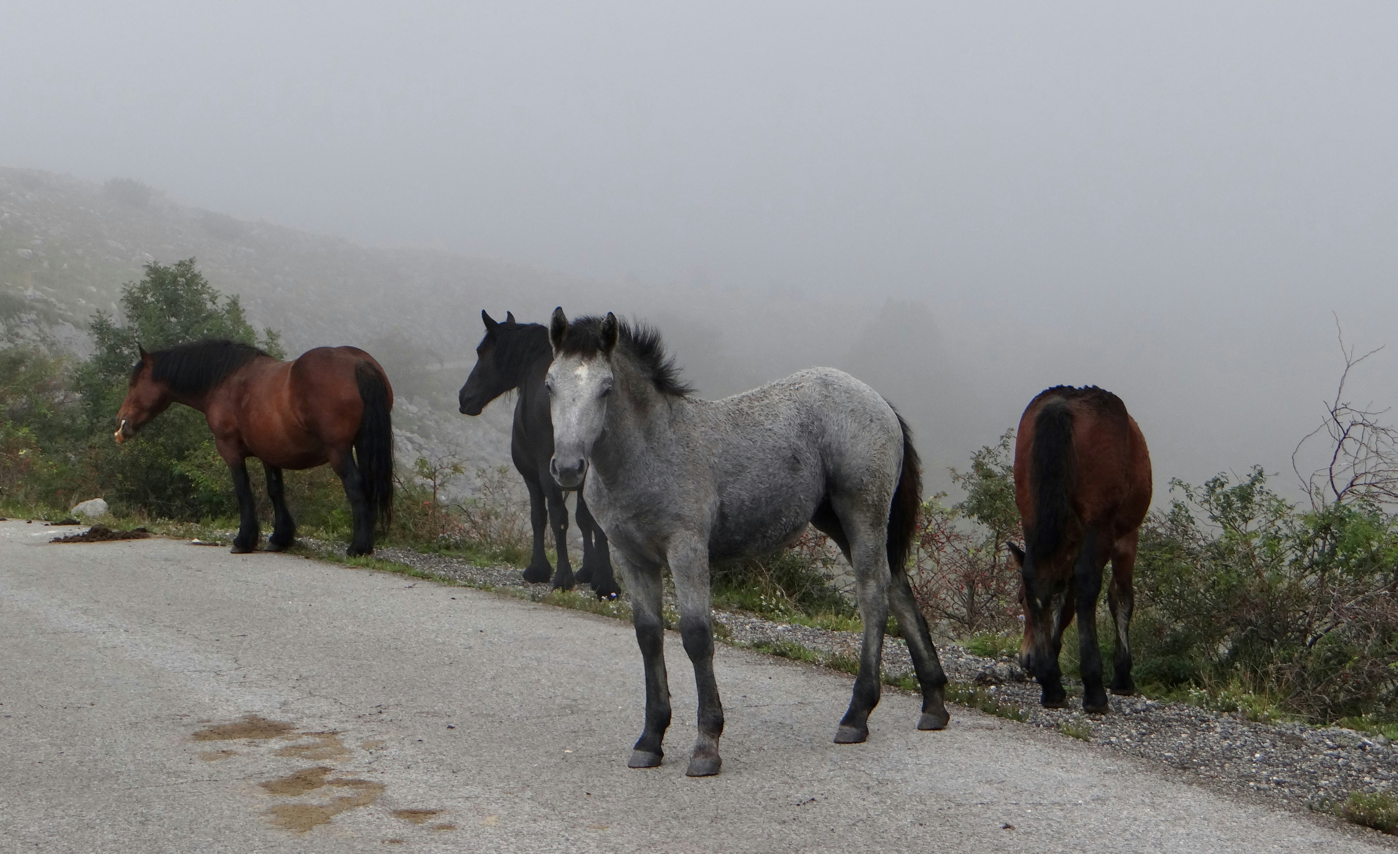 Misty Encounter: A Stroll with Majestic Equines