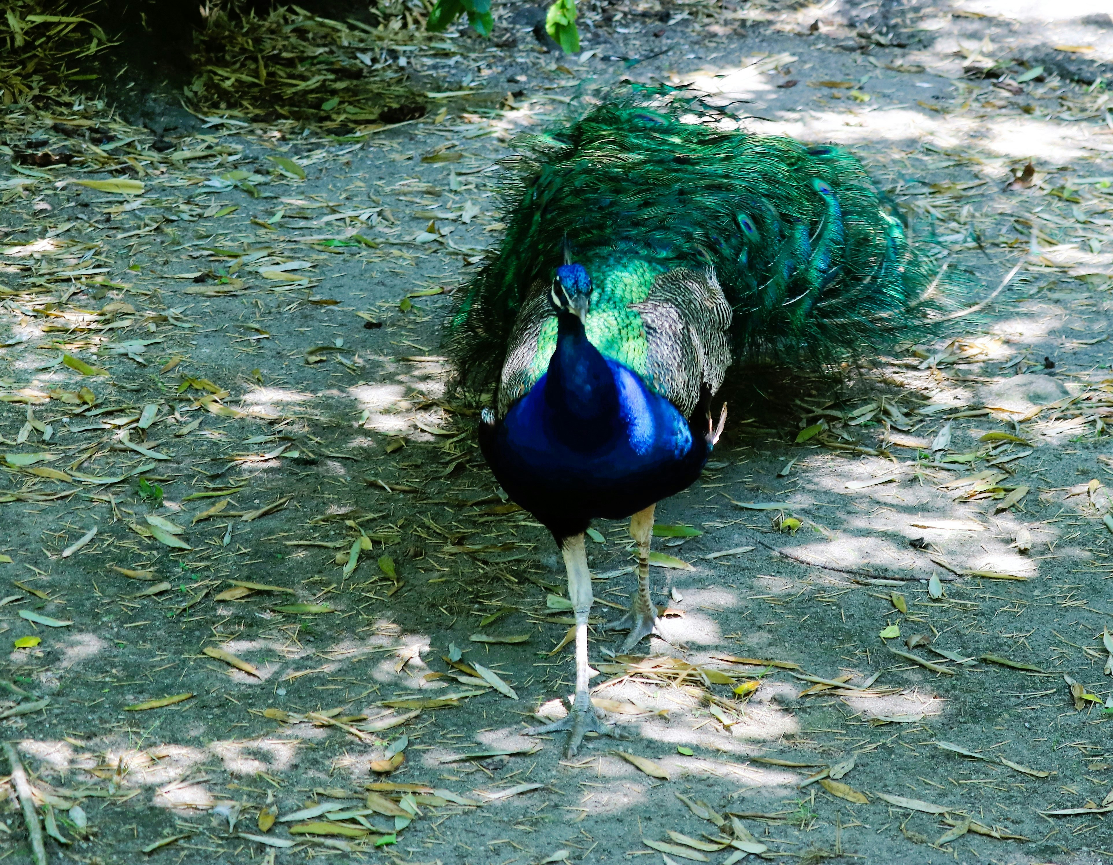 The Majestic Strut of the Peacock