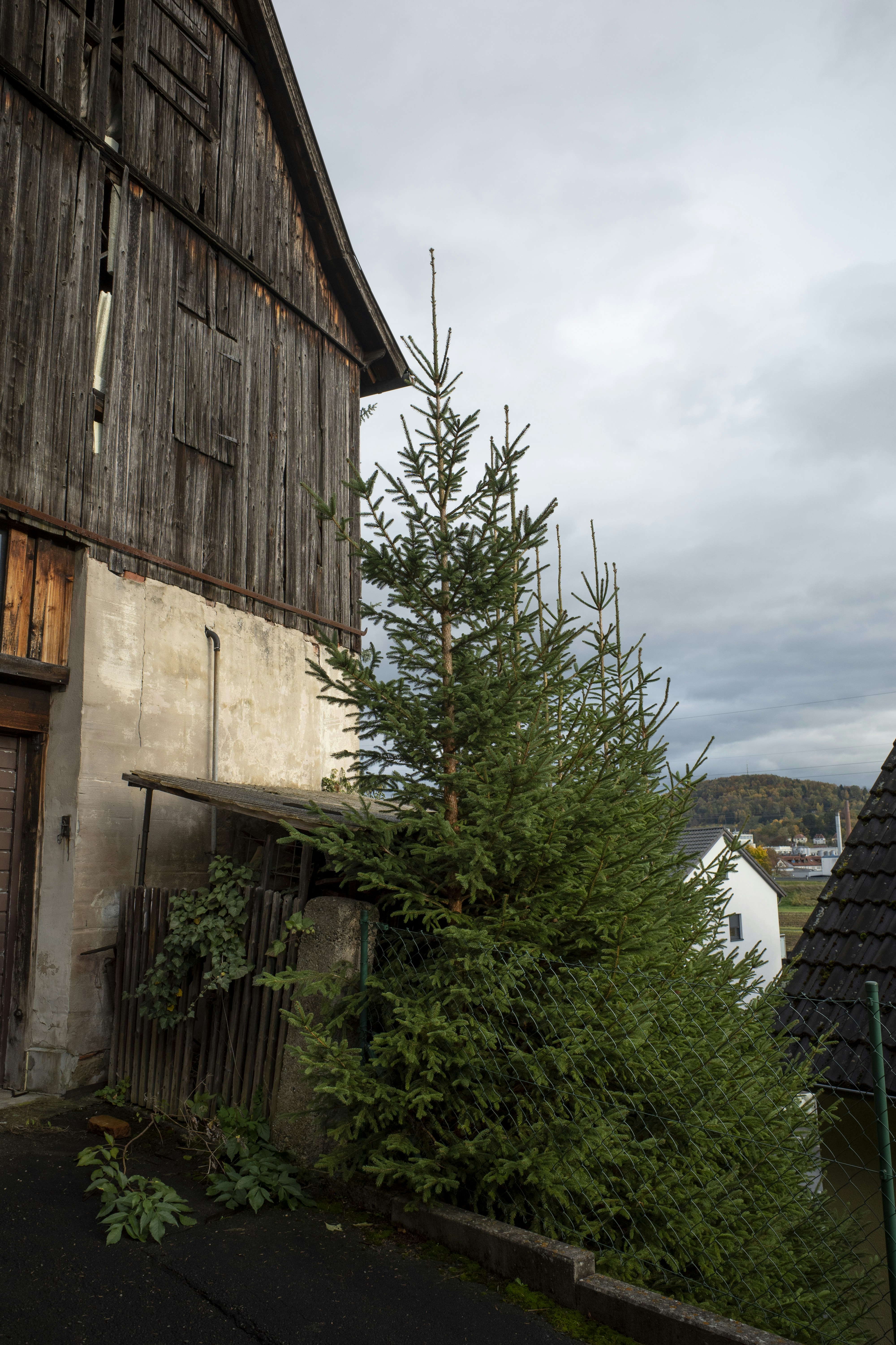 Tall evergreen tree next to rustic wooden building
