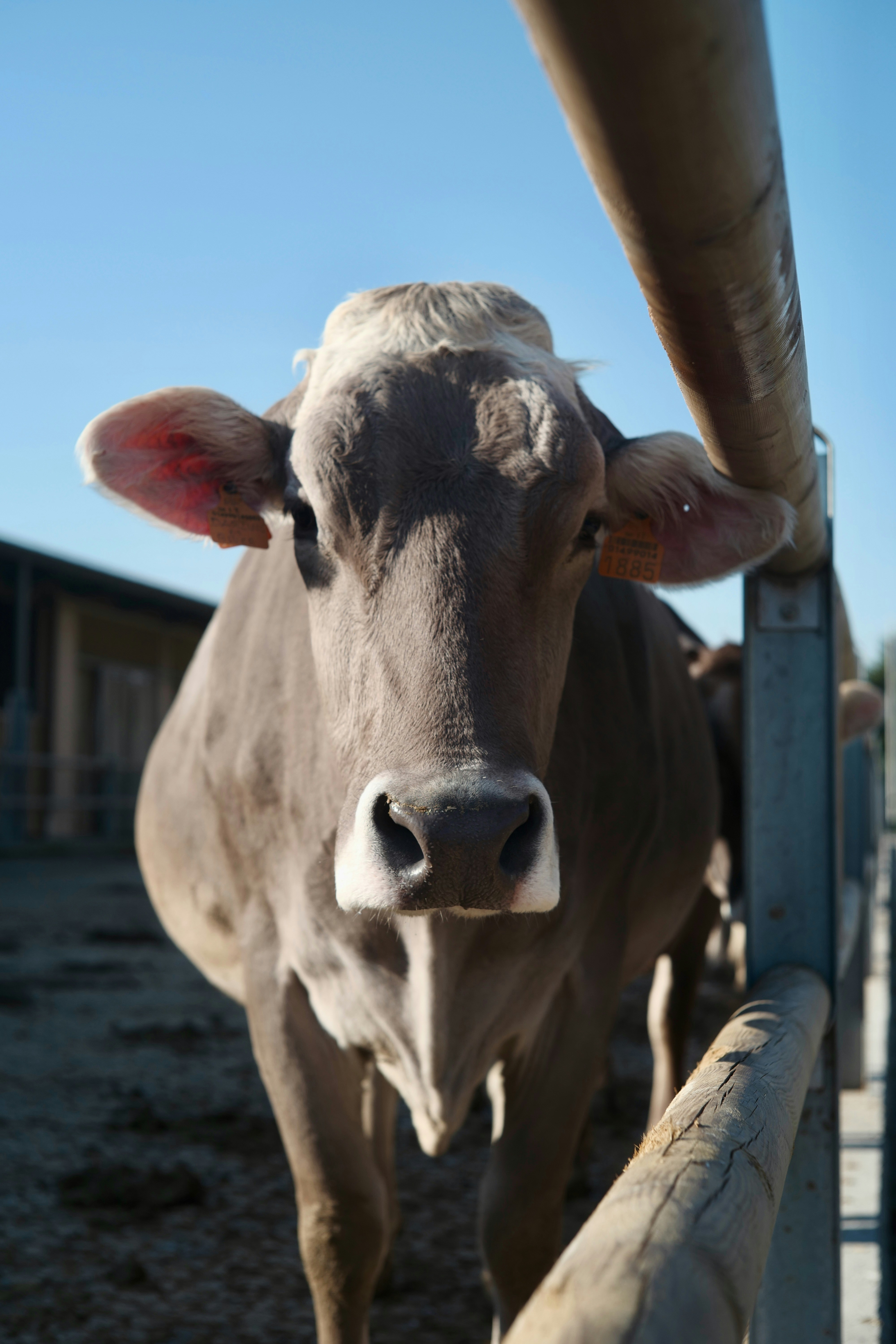 A brown cow stands behind a wooden fence.