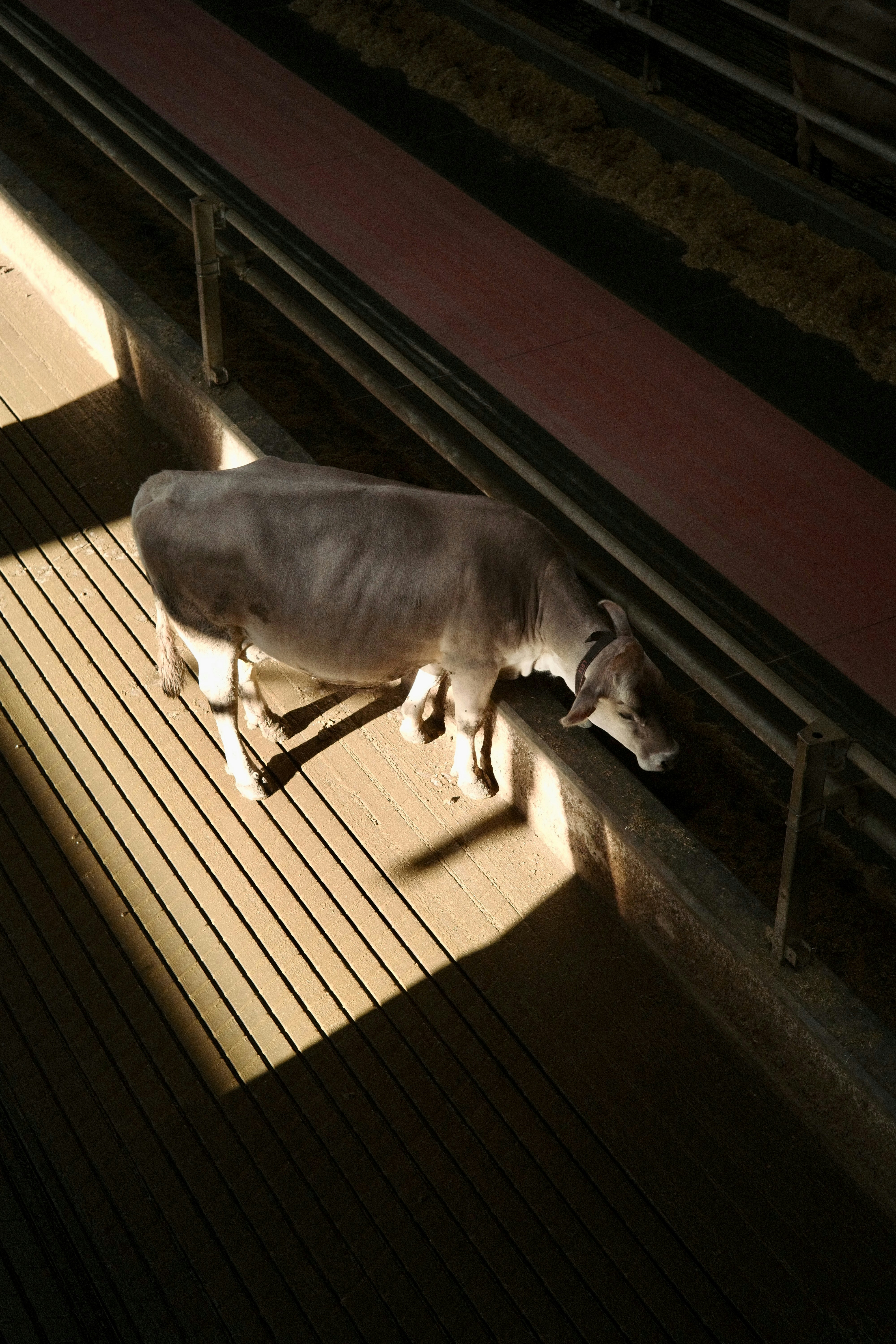 A cow feeding in a barn illuminated by soft sunlight, casting distinct shadows on the wooden floor.